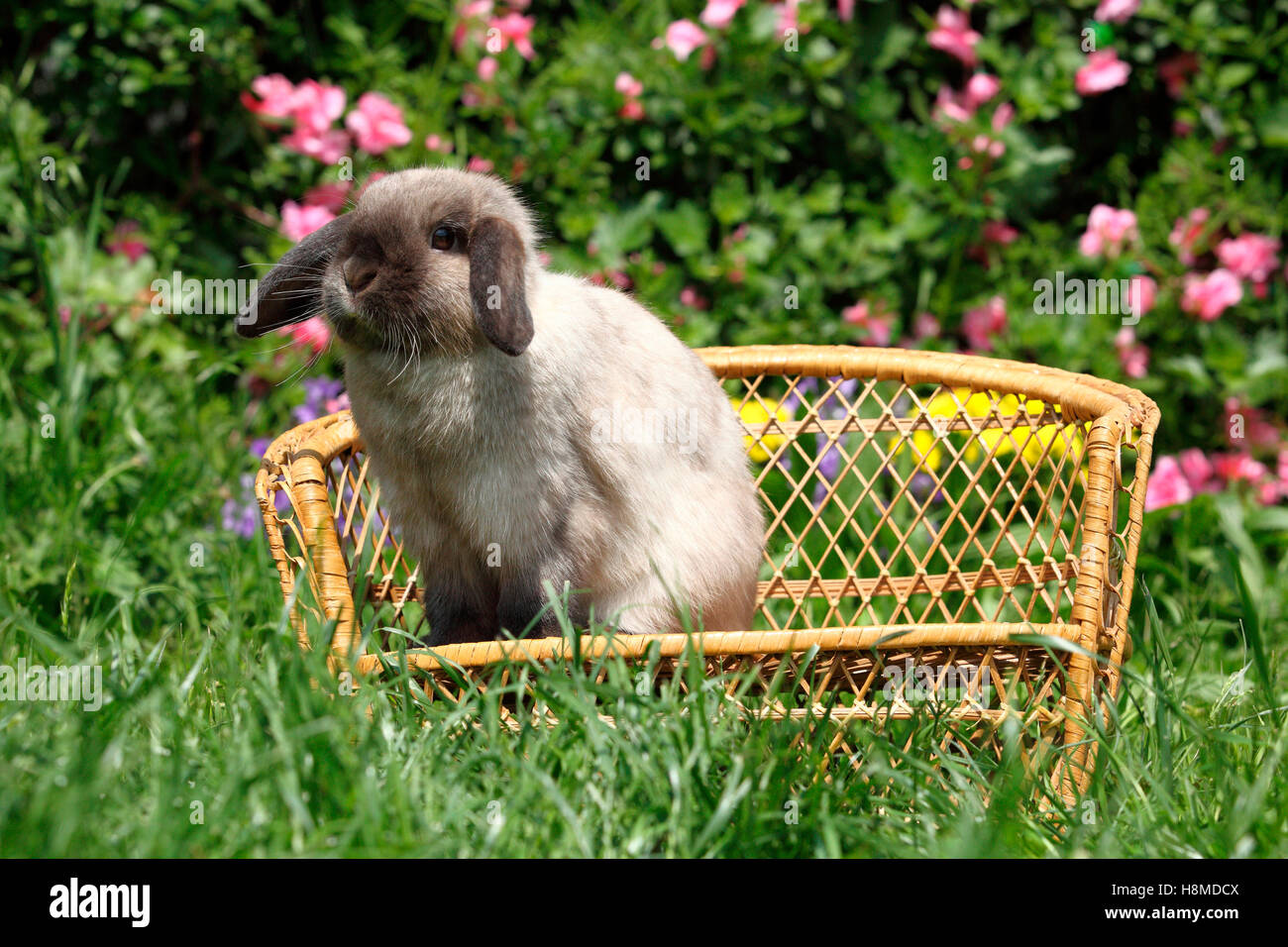 Dwarf Rabbit, Mini Lop. Adult sitting on a wicker garden bench. Germany ...