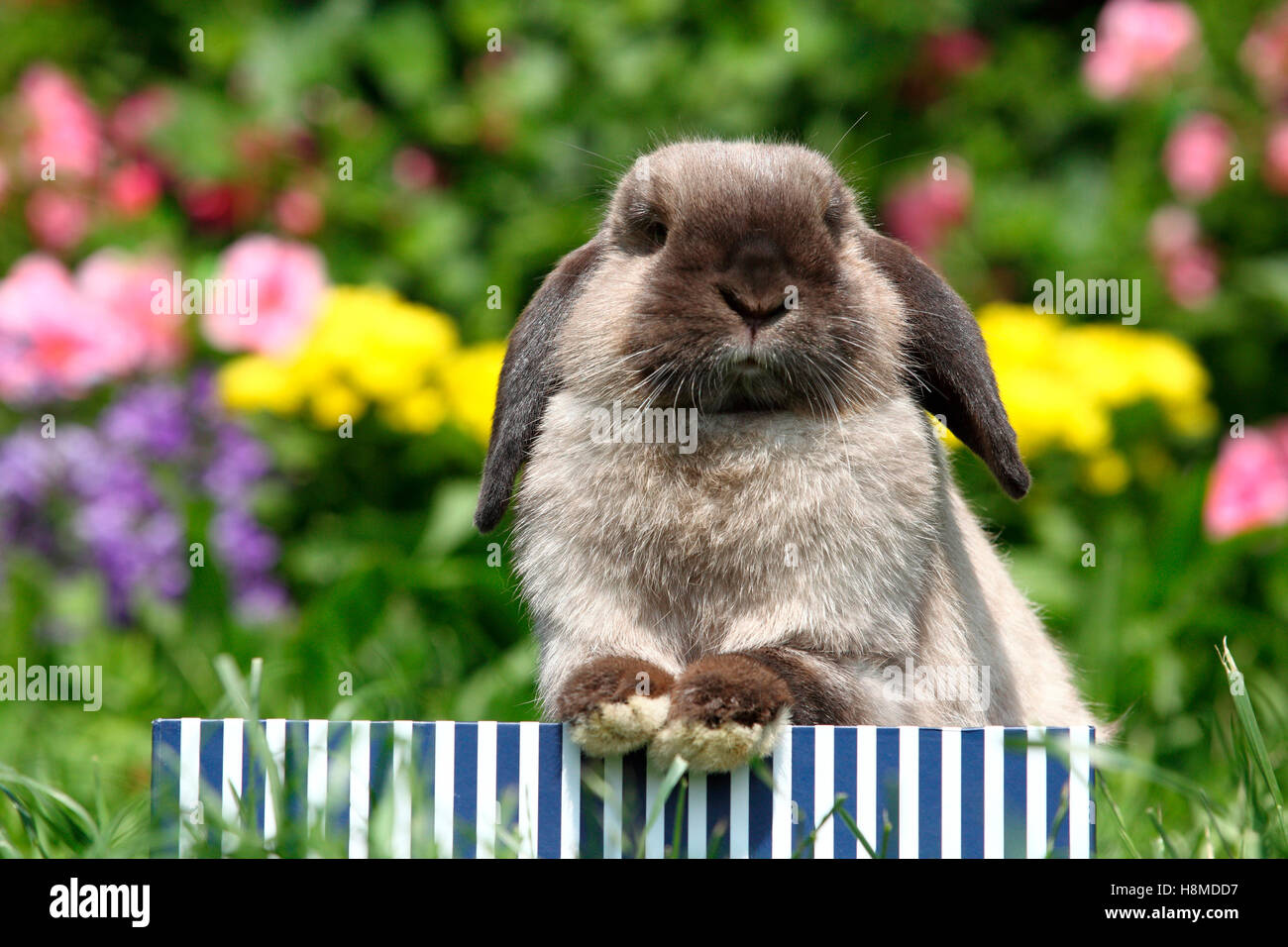Dwarf Rabbit, Mini Lop. Adult sitting in a blue-and-white striped box ...