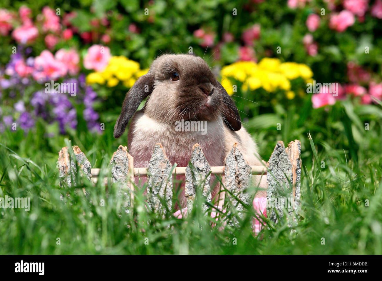 Dwarf Rabbit, Mini Lop. Adult sitting behind a small wooden fence in a ...
