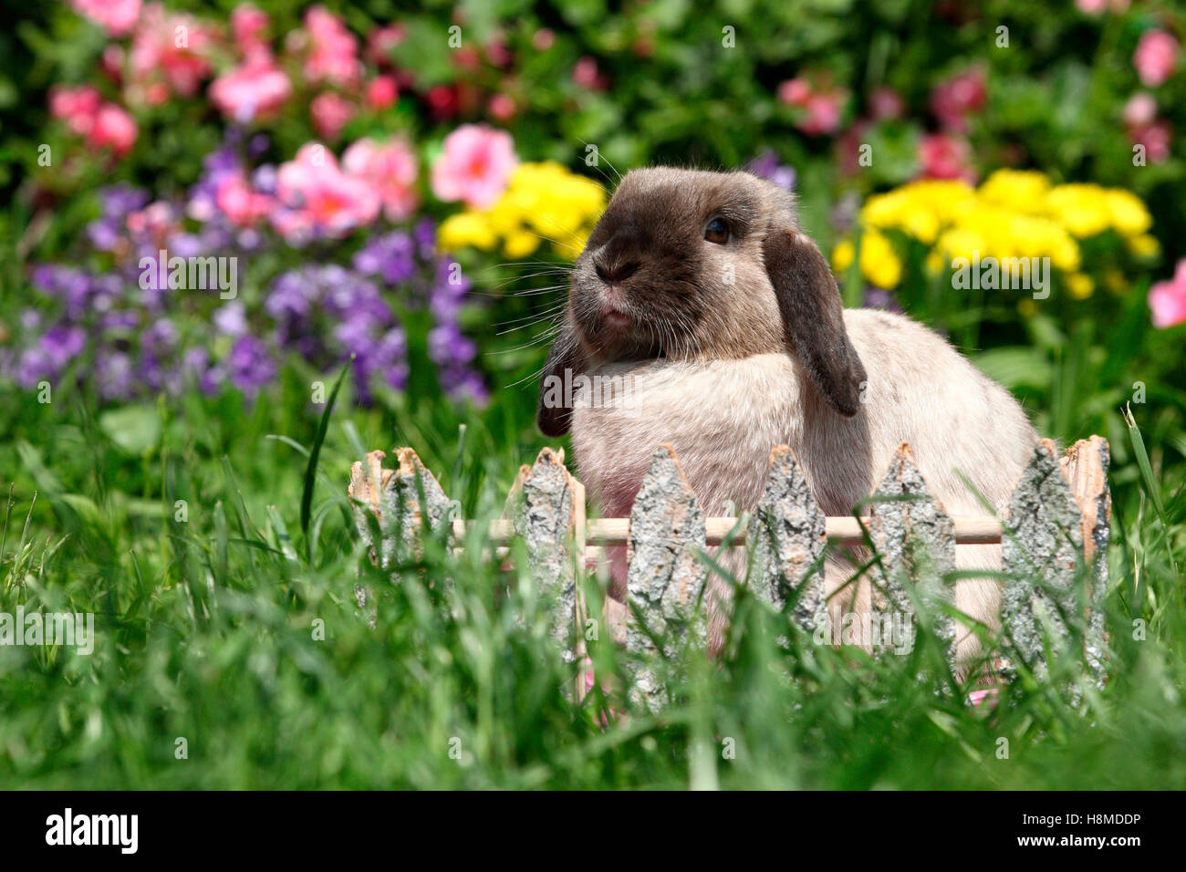 Dwarf Rabbit, Mini Lop. Adult sitting behind a small wooden fence in a ...