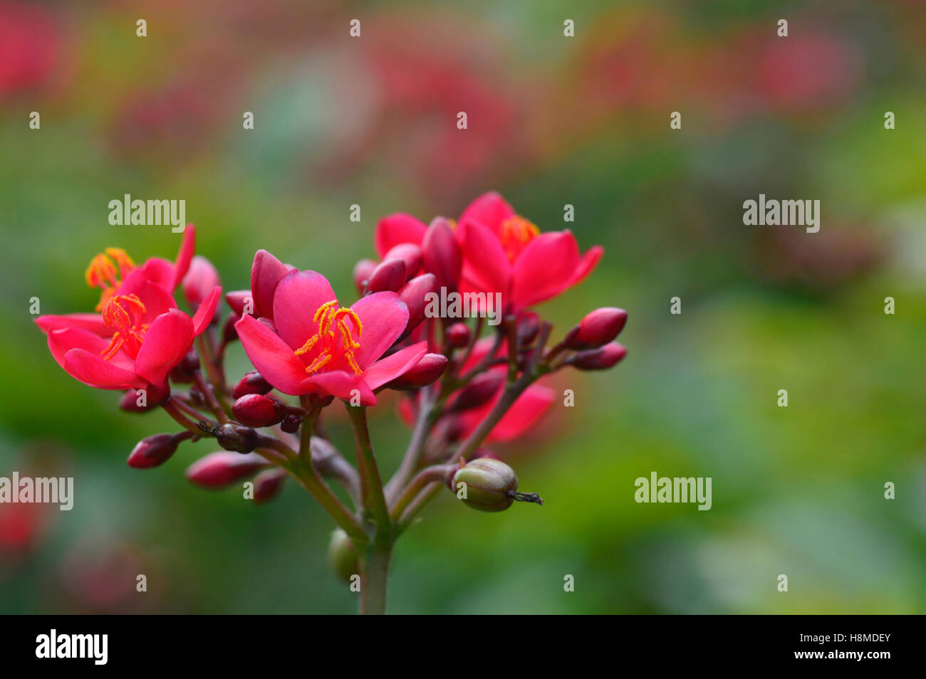 Red flower, Pune Stock Photo - Alamy