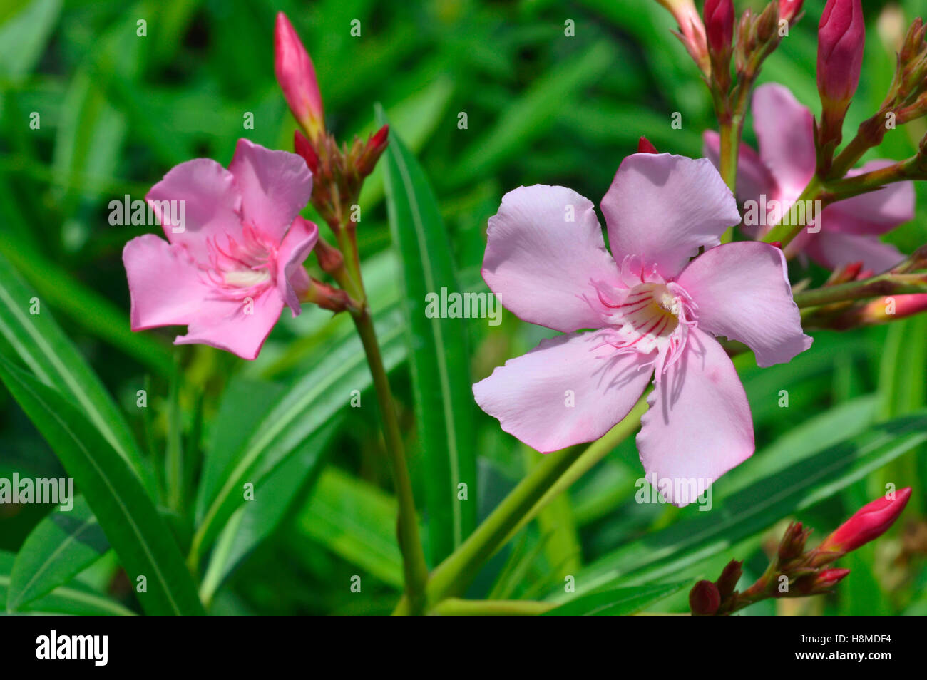 White kaner hi-res stock photography and images - Alamy