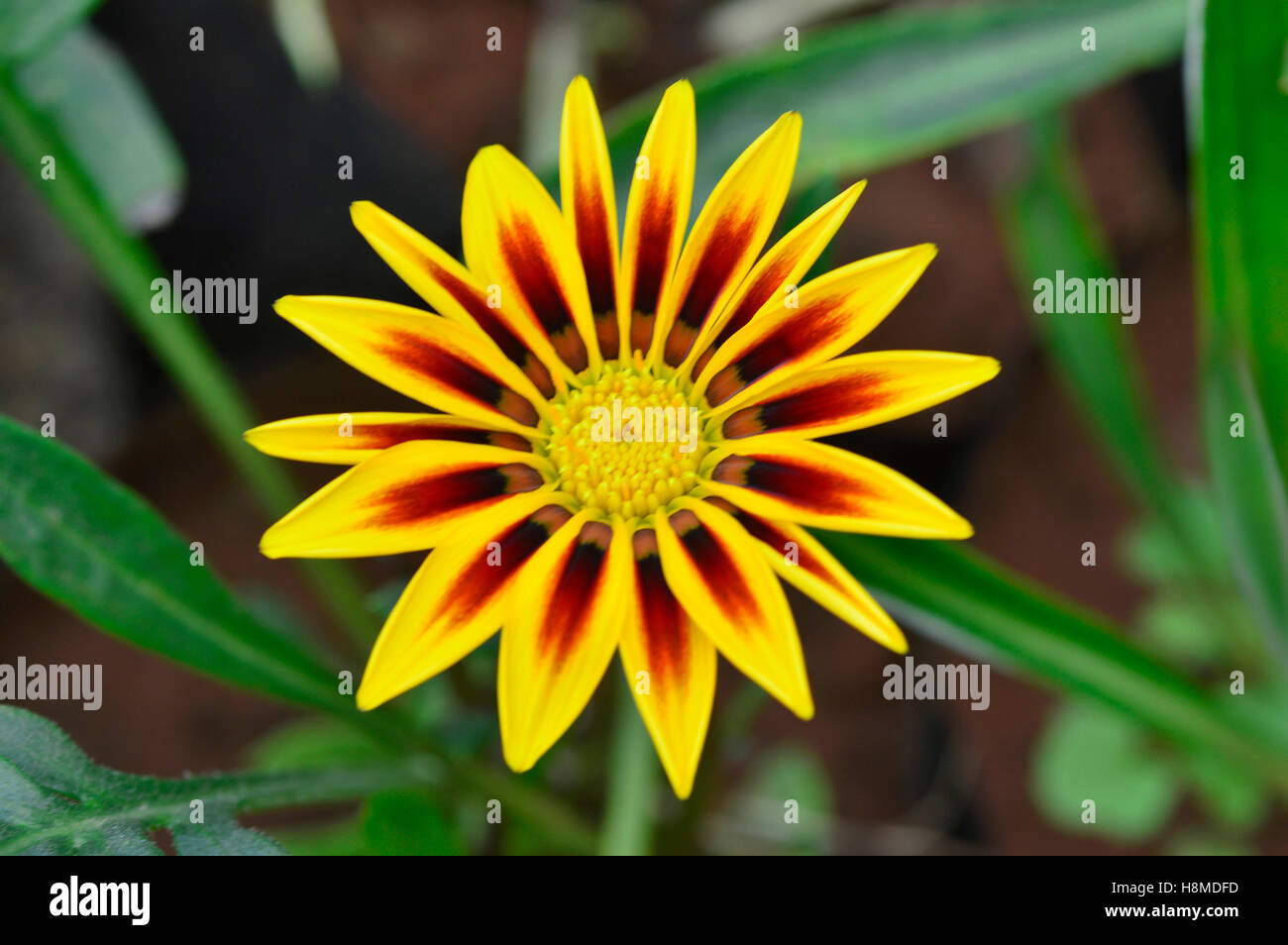 Yellow giant gazania, Pune Stock Photo - Alamy