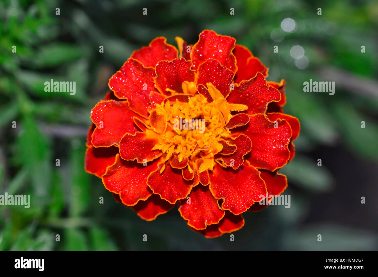 Tagetes patula, also known as French marigold, Pune Stock Photo - Alamy