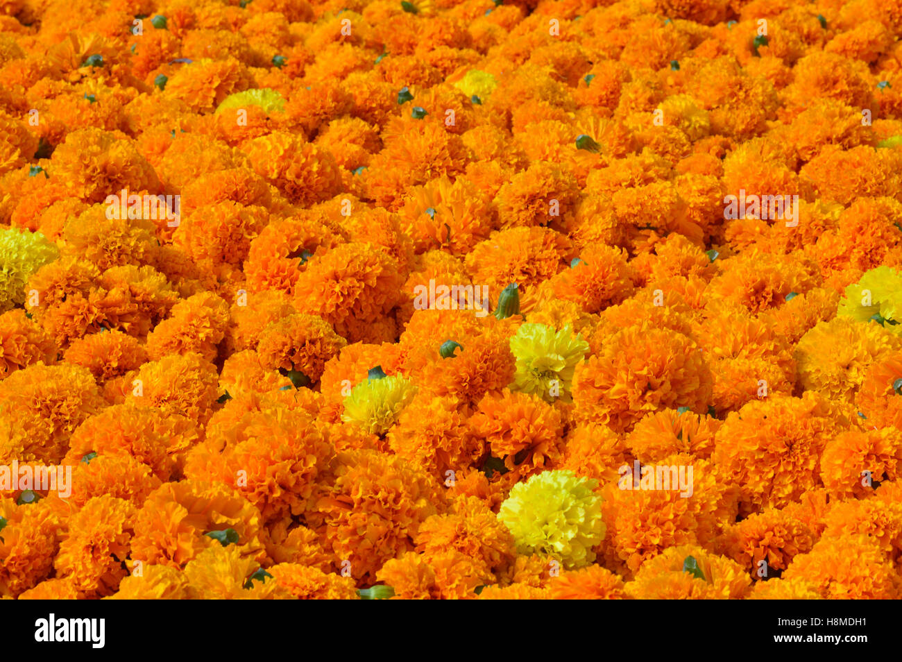 Heap of Marigold Flowers, Pune Stock Photo - Alamy