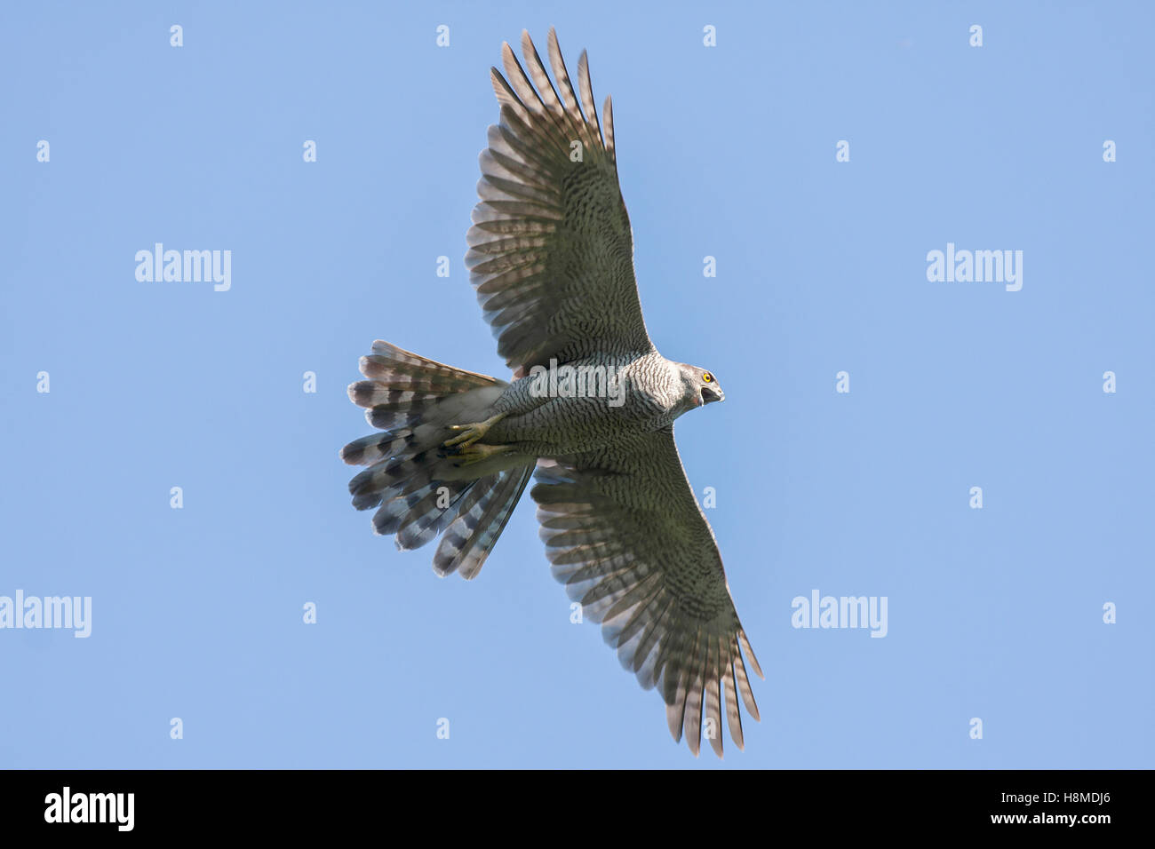 Goshawk (Accipiter gentilis). Female in flight while calling. It ...