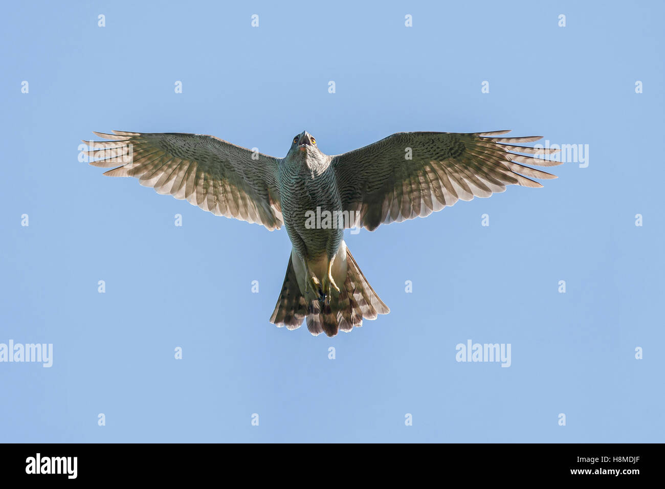 Goshawk (Accipiter gentilis). Female in flight while calling. It ...