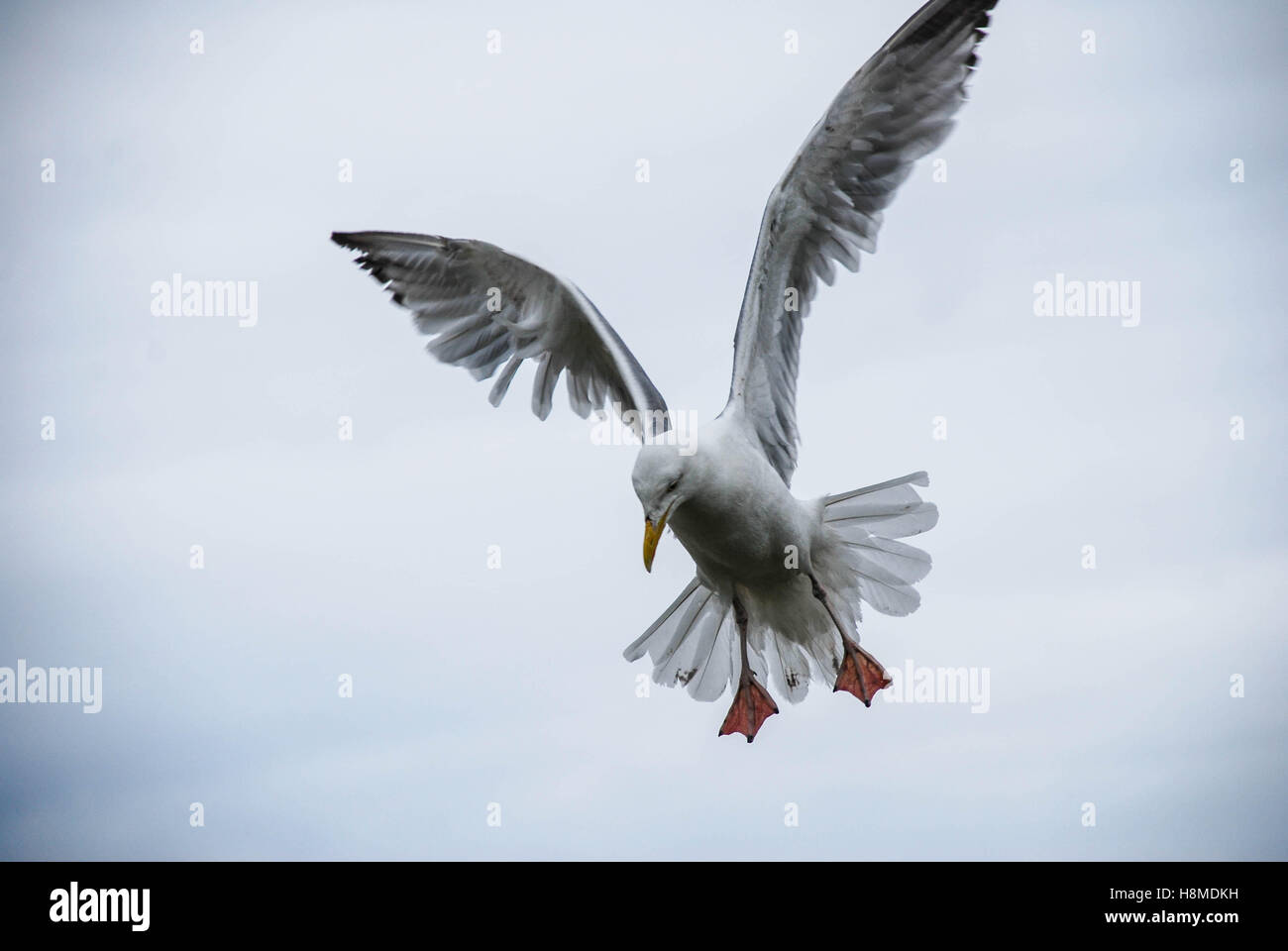 Seagull In Flight Stock Photo - Alamy