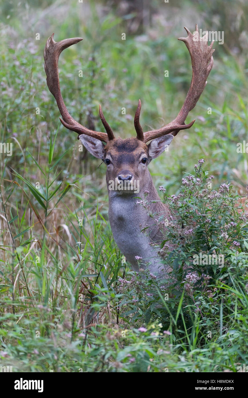 Fallow Deer (Cervus dama, Dama dama). Buck standing in vegetation ...