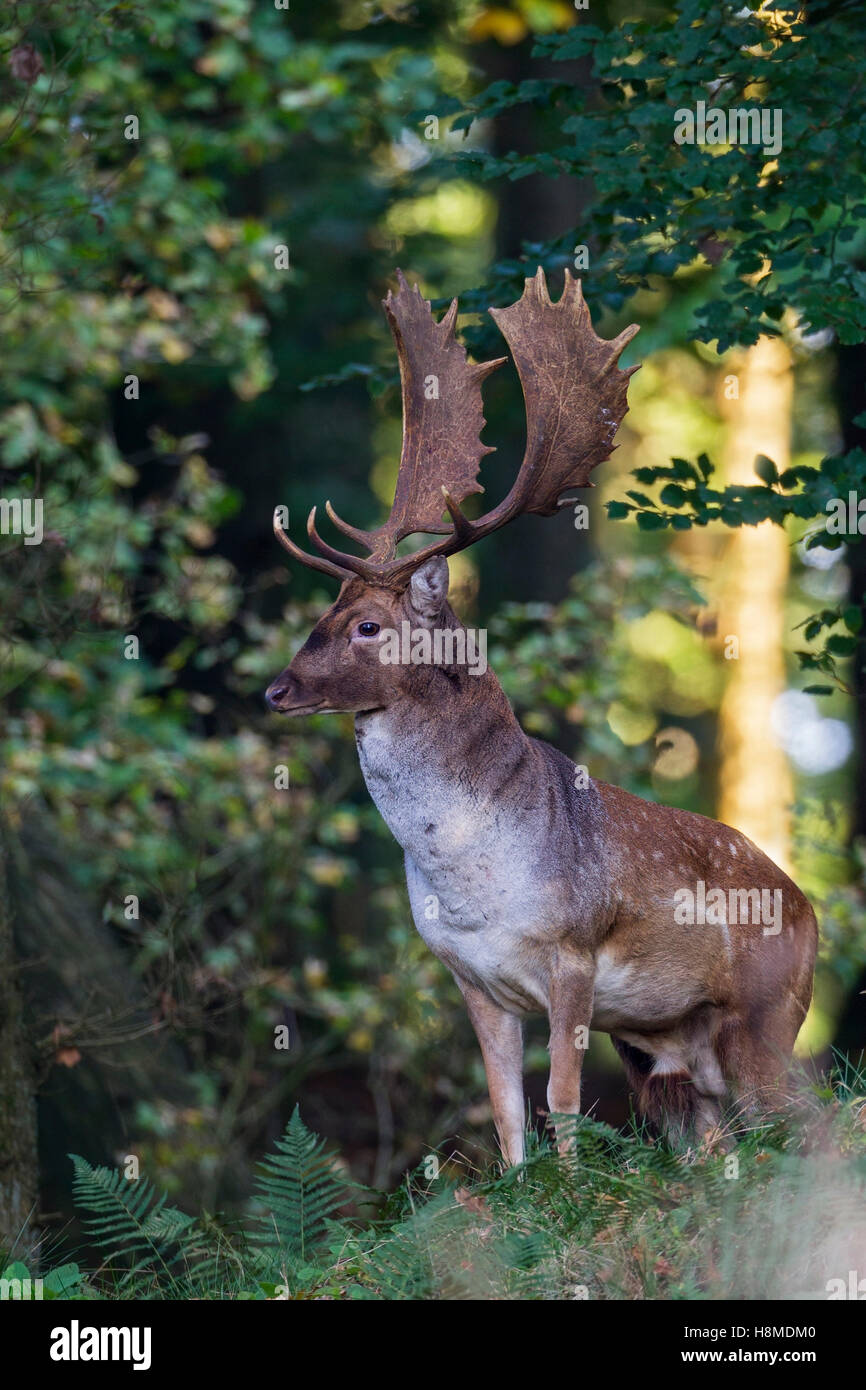 Fallow Deer (Cervus dama, Dama dama). Buck standing in vegetation ...
