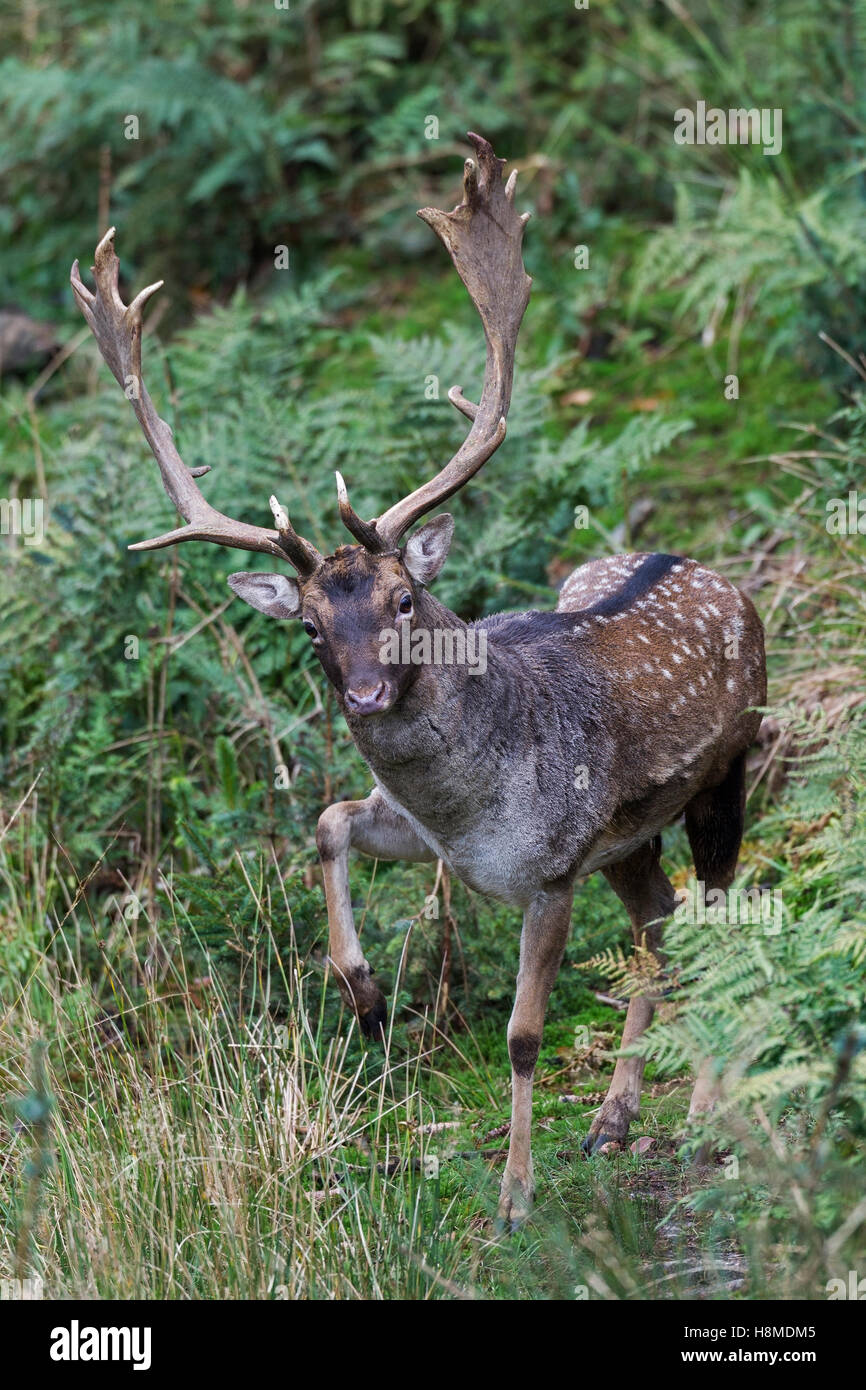 Fallow Deer (Cervus dama, Dama dama). Buck standing in vegetation ...