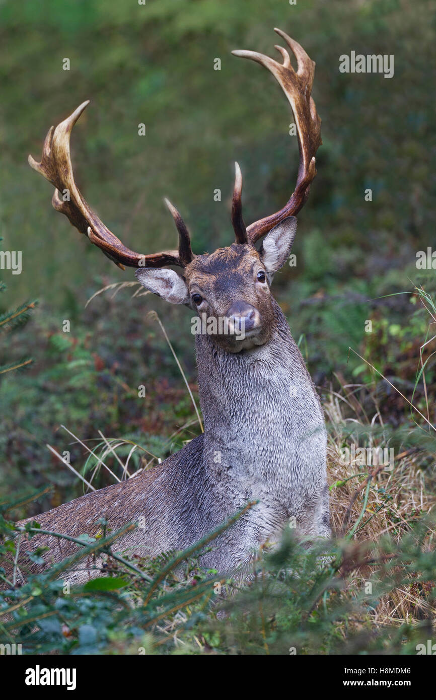 Fallow Deer (Cervus dama, Dama dama). Buck standing in vegetation ...