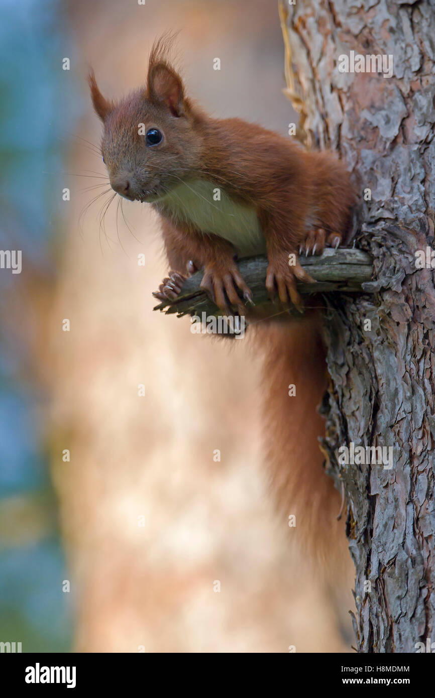 Red Squirrel (Sciurus vulgaris). Adult on a pine tree. Germany Stock ...