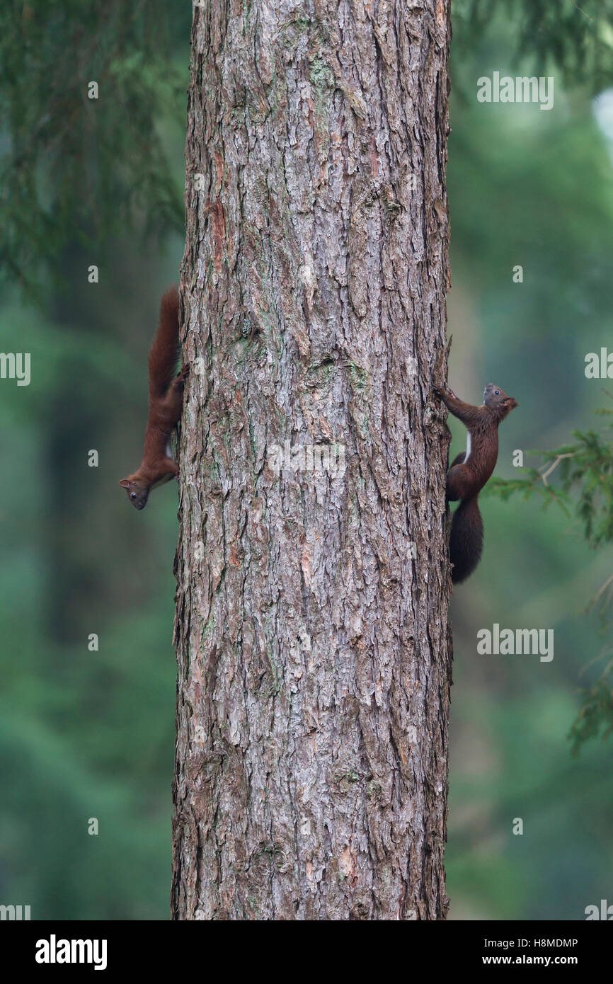 Red Squirrel (Sciurus vulgaris). Territorial fight between two ...
