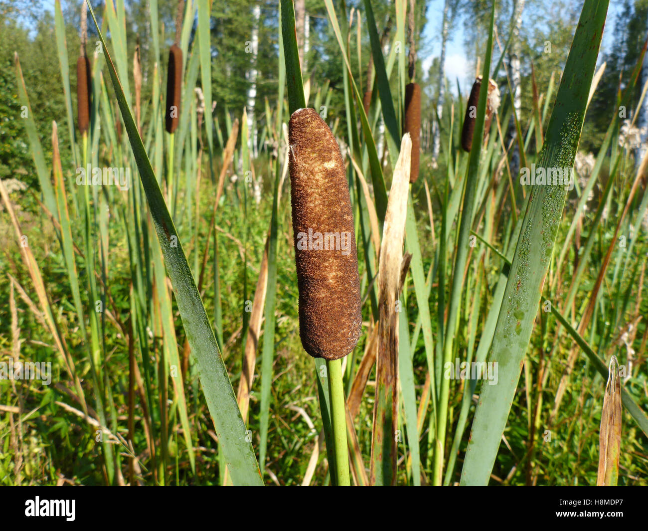 bulrushes in a highmoor Stock Photo - Alamy