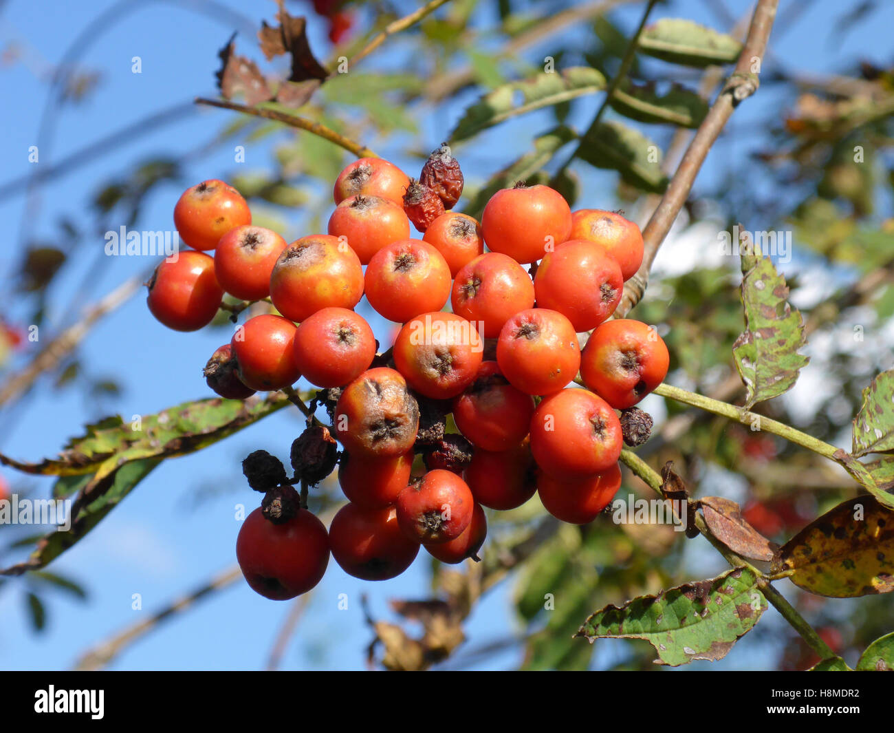 Sorbus rowan berry berries hi-res stock photography and images - Alamy