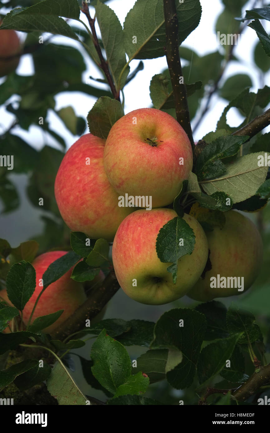 Family cluster hi-res stock photography and images - Alamy