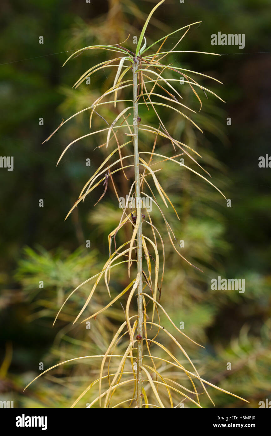 Larch seedlings in autumn, their needles turning yellow and falling off ...