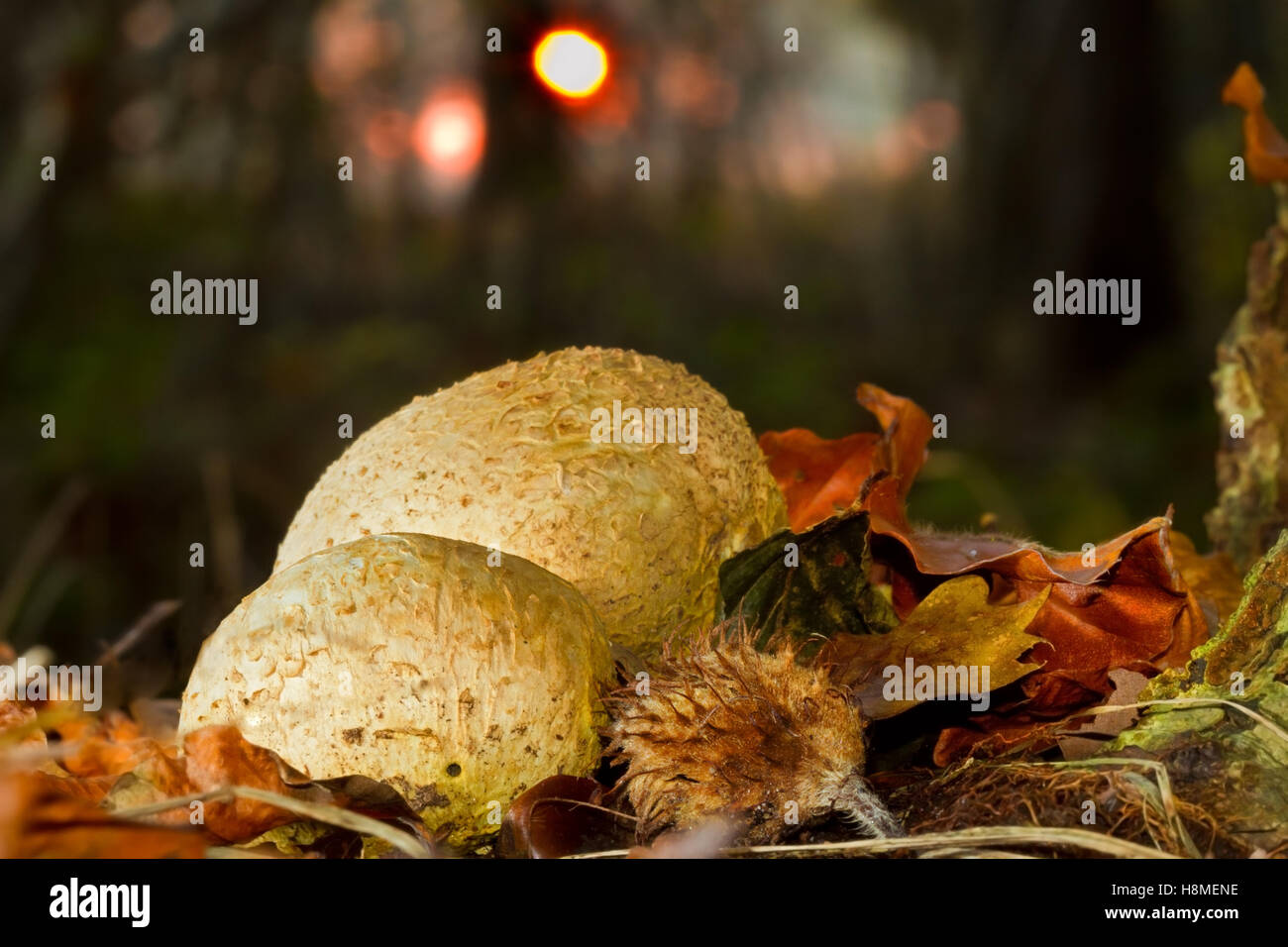 Two Pigskin poison puffballs or Common earth balls and the husk of a ...