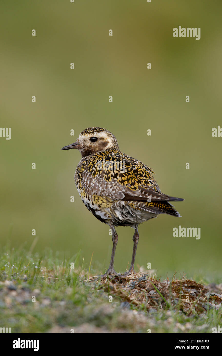 European Golden Plover Pluvialis apricaria adult male in summer plumage ...