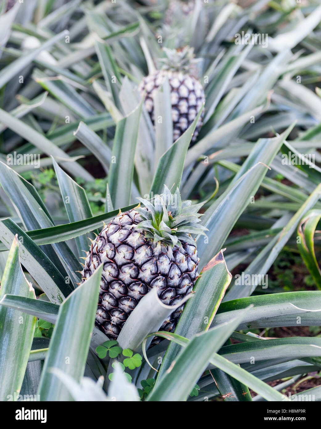 Pineapple fruit plant cultivation hi-res stock photography and images ...