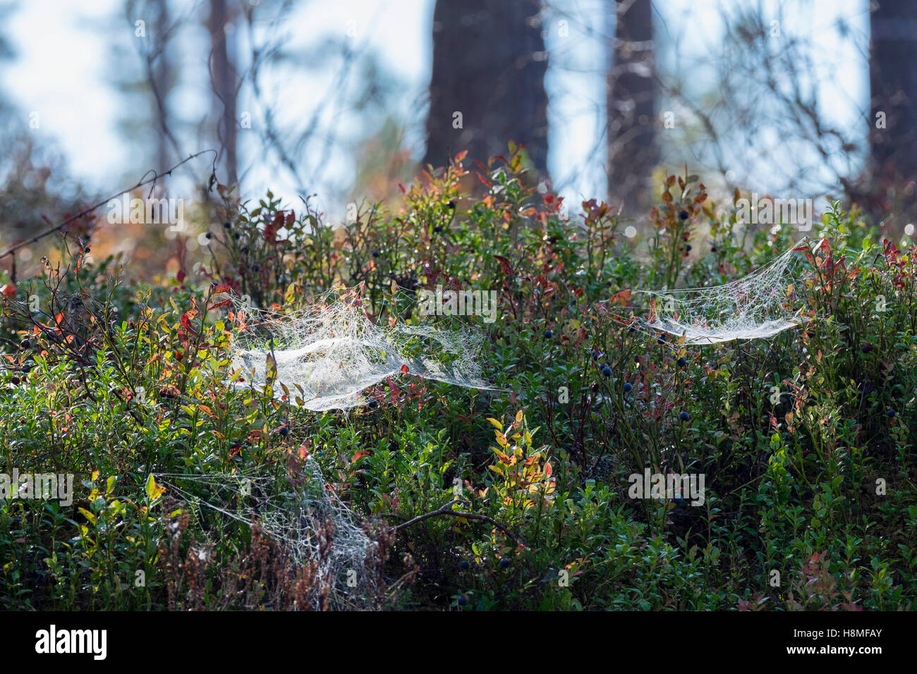 Cobweb spiders hi-res stock photography and images - Alamy