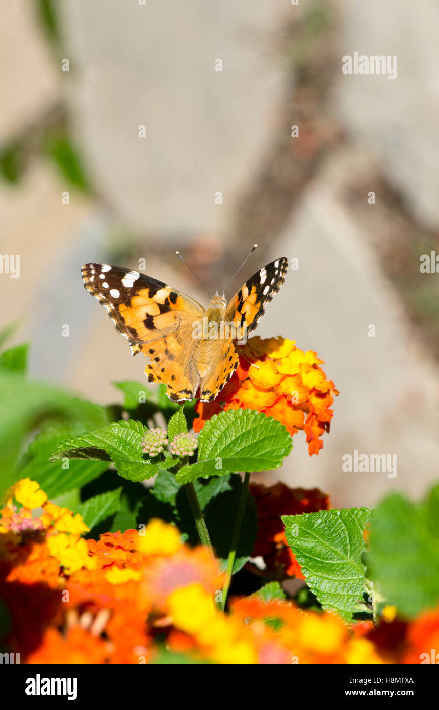 Vanessa cardui migration hi-res stock photography and images - Alamy