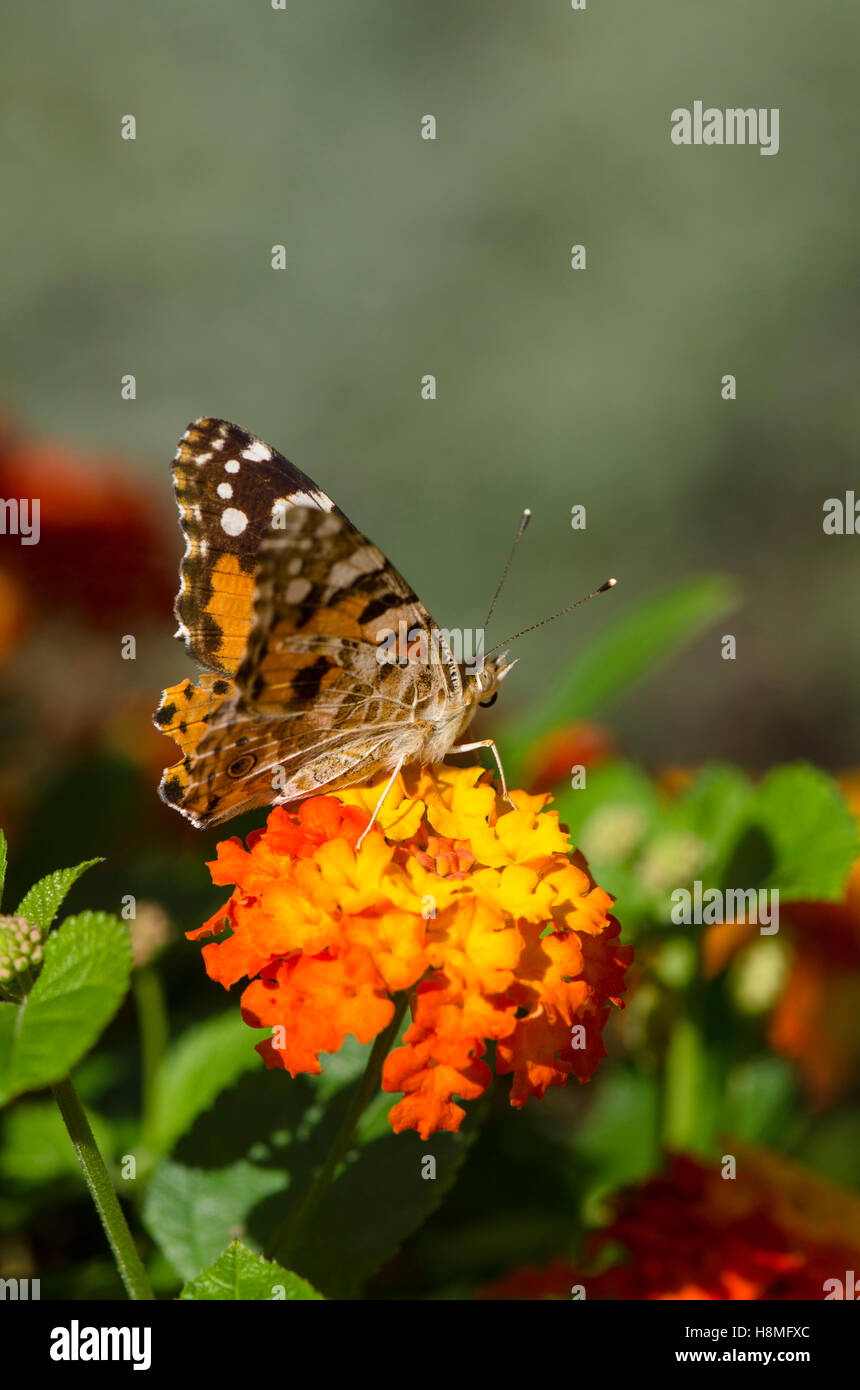 Vanessa cardui migration hi-res stock photography and images - Alamy