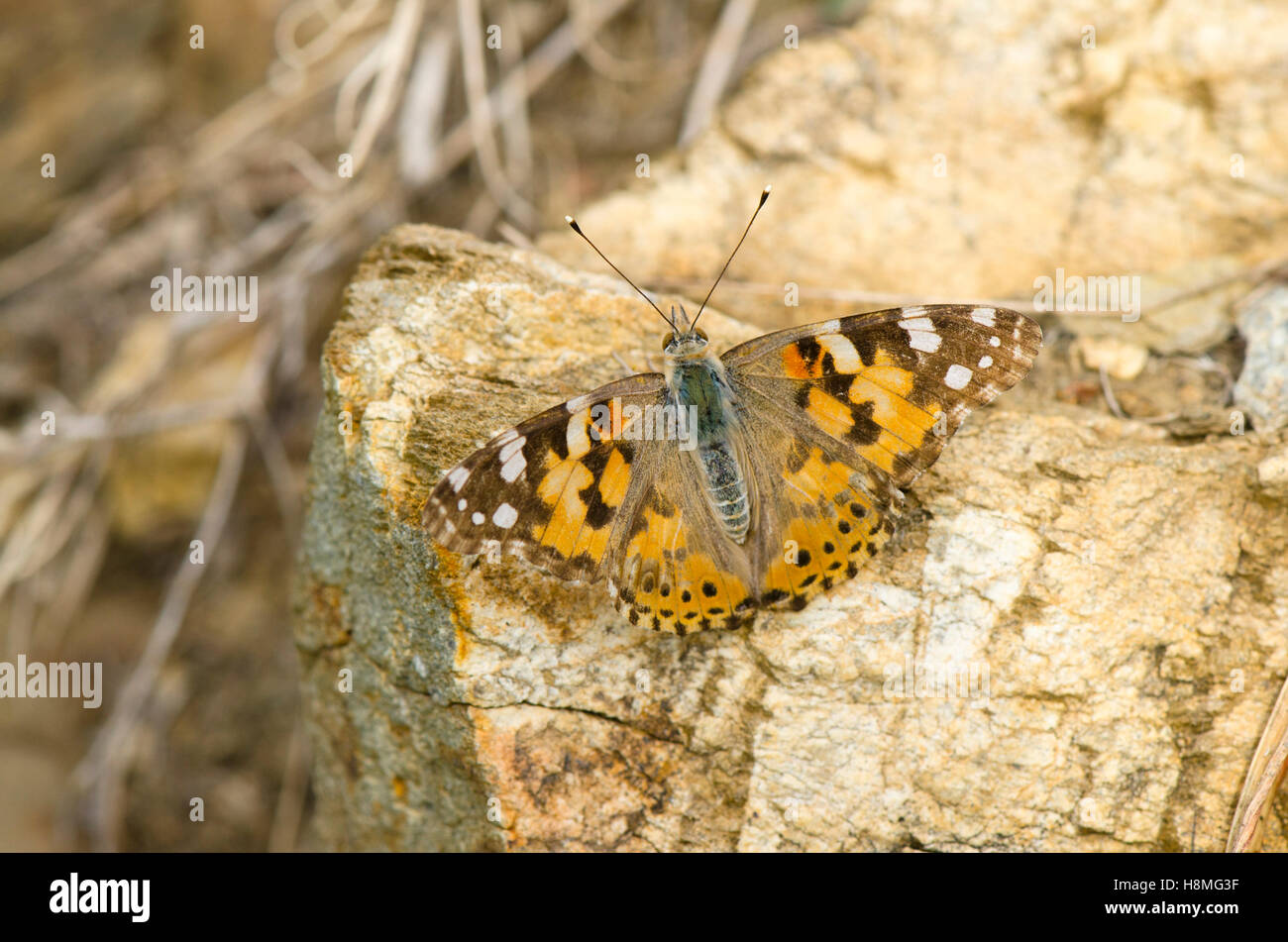 Vanessa cardui migration hi-res stock photography and images - Alamy