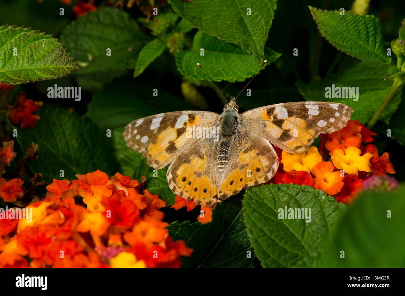 Vanessa cardui, Painted lady, butterfly, Andalusia, Spain Stock Photo ...
