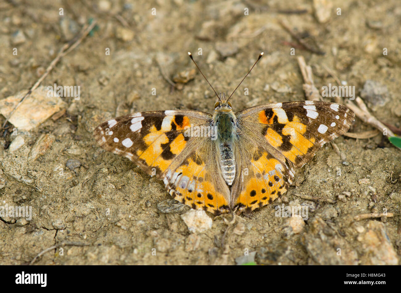 Vanessa cardui, Painted lady, butterfly, Andalusia, Spain Stock Photo ...