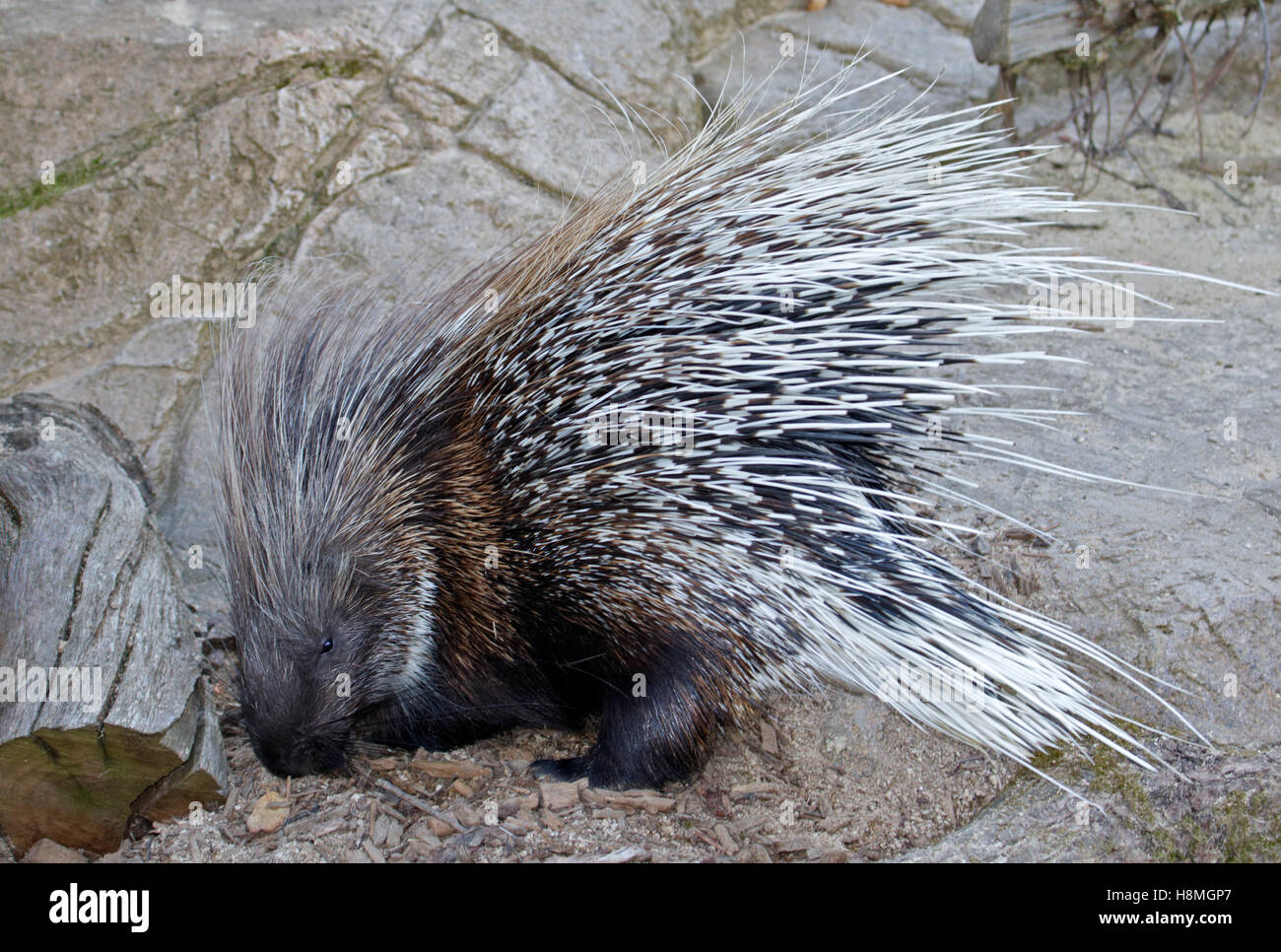 Crested Porcupine