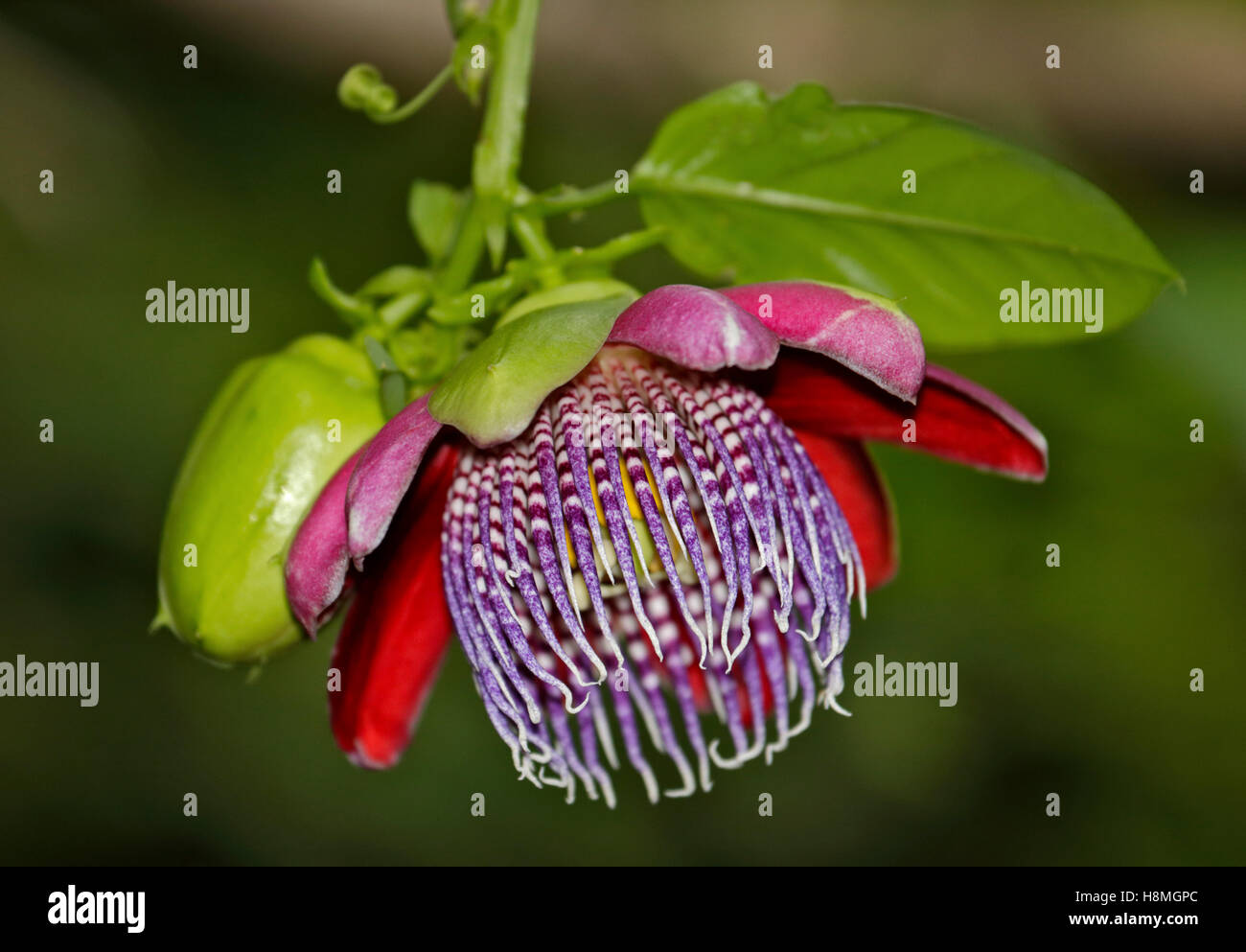 Passionflower passionflowers passiflora flower hi-res stock photography ...