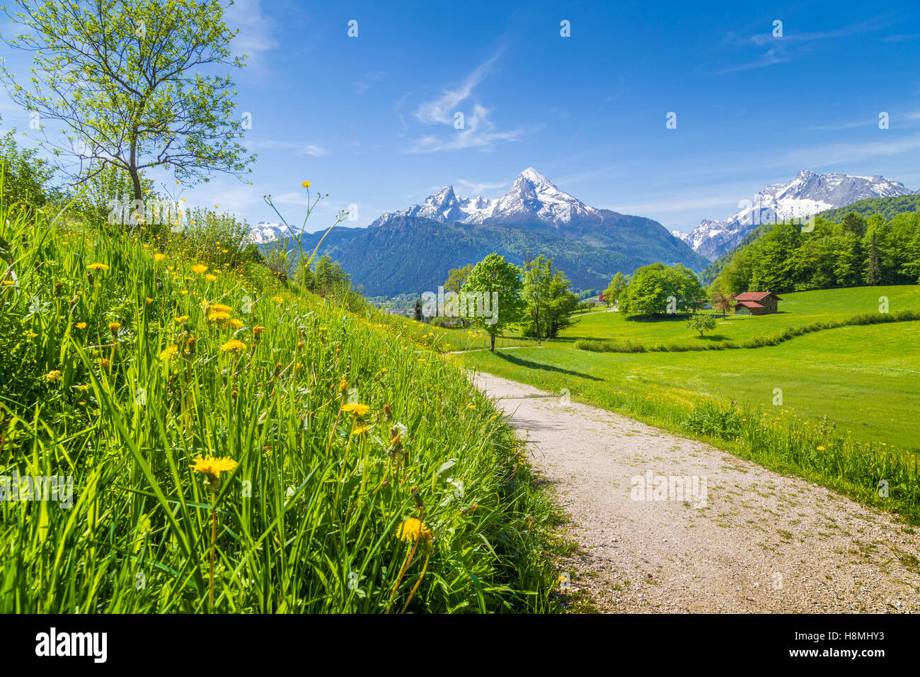 Idyllic landscape with hiking trail in the Alps with fresh green ...