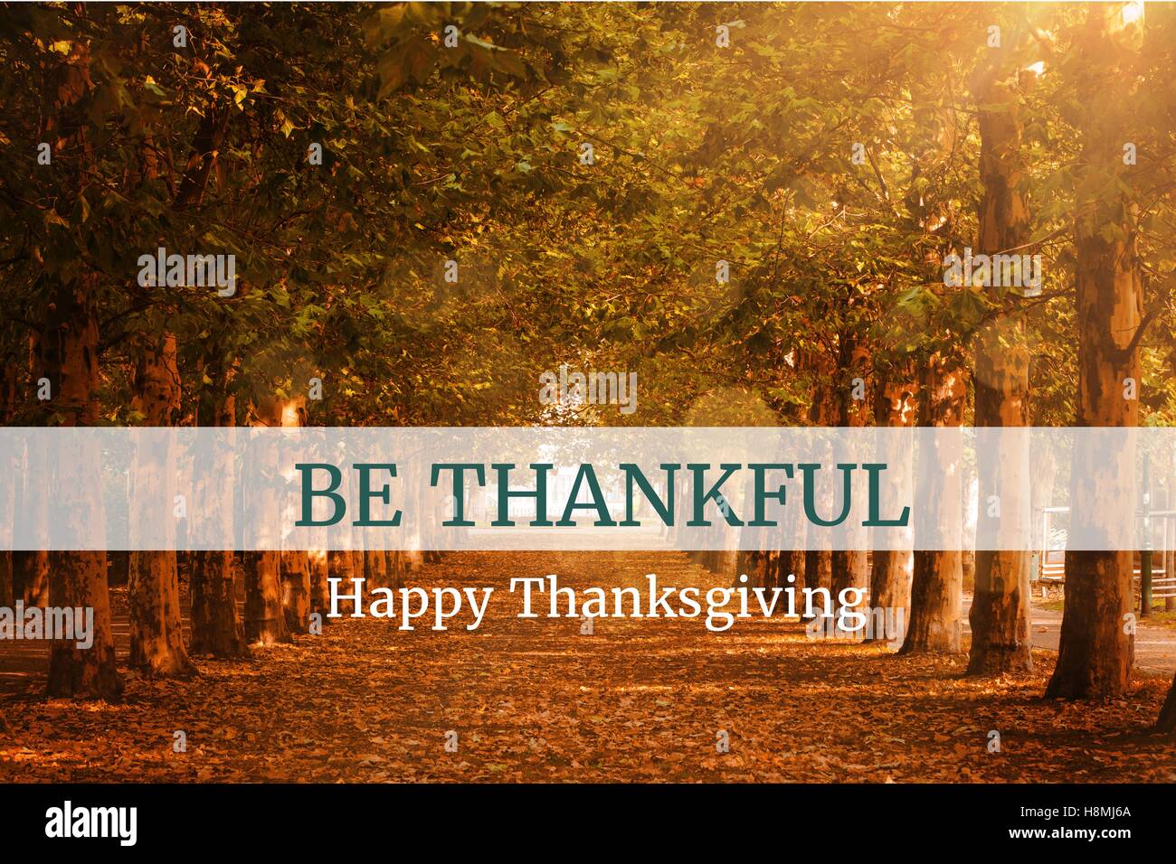 Thanksgiving Message On Wooden Background Design Stock Photo - Alamy