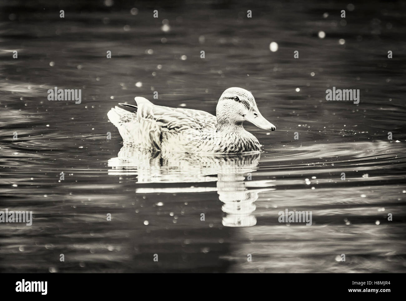 Mallard duck in the pond. Water ripple. Natural scene. Beauty in nature ...