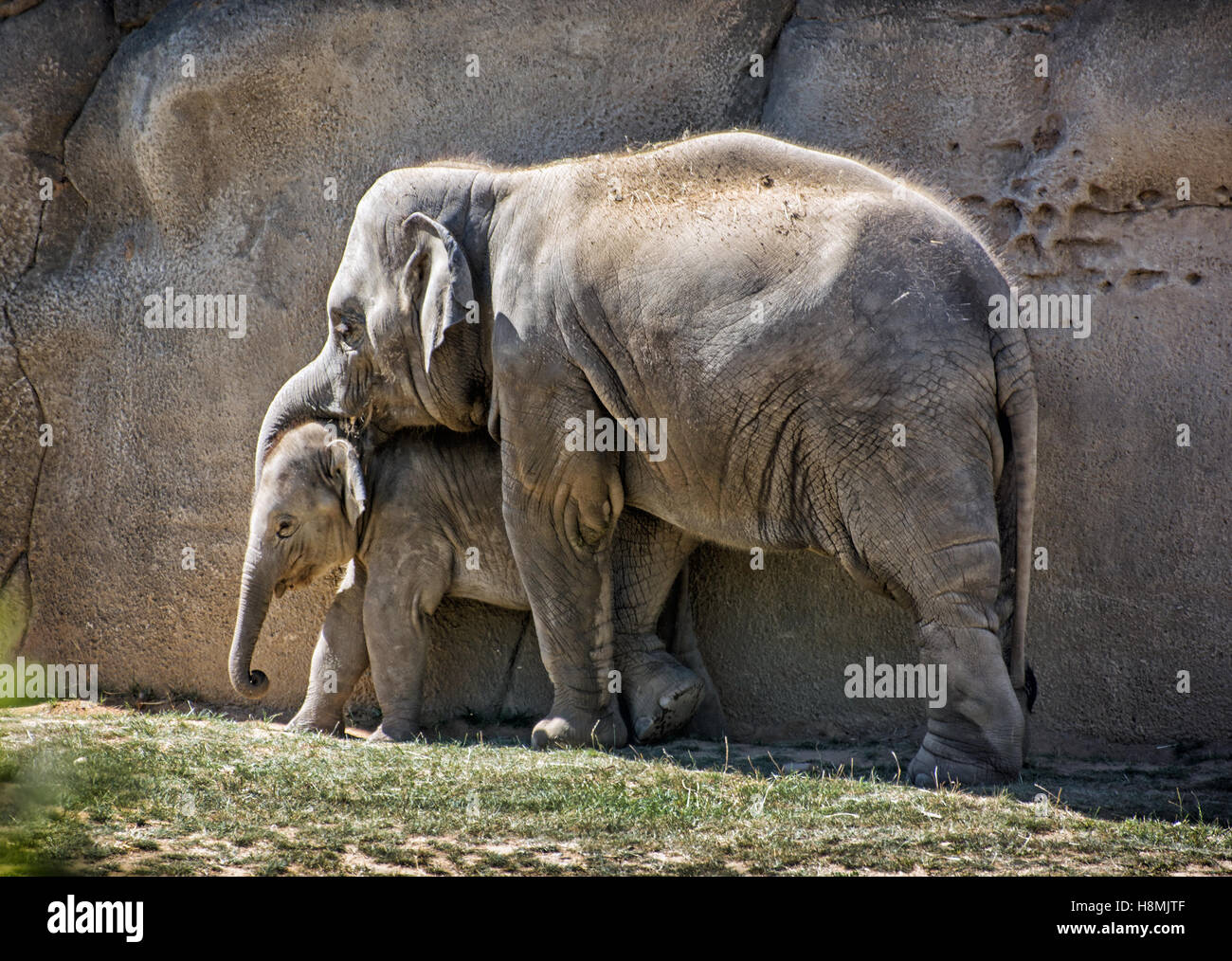 Asian elephants cub hi-res stock photography and images - Alamy