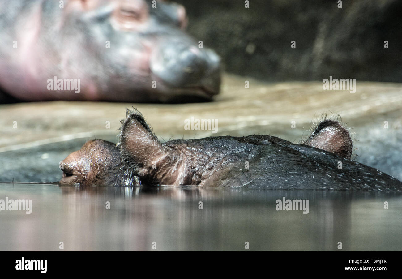 Hippo - Hippopotamus amphibius. Animals resting in water. African ...