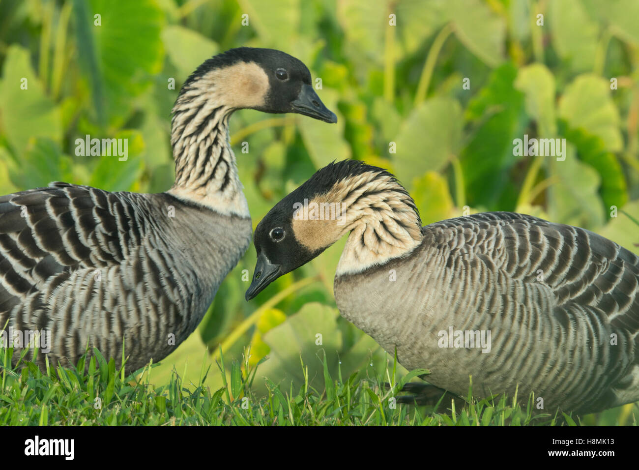 Hawaiian Geese or Nene (Branta sandvicensis) Endangered, Hanalei ...