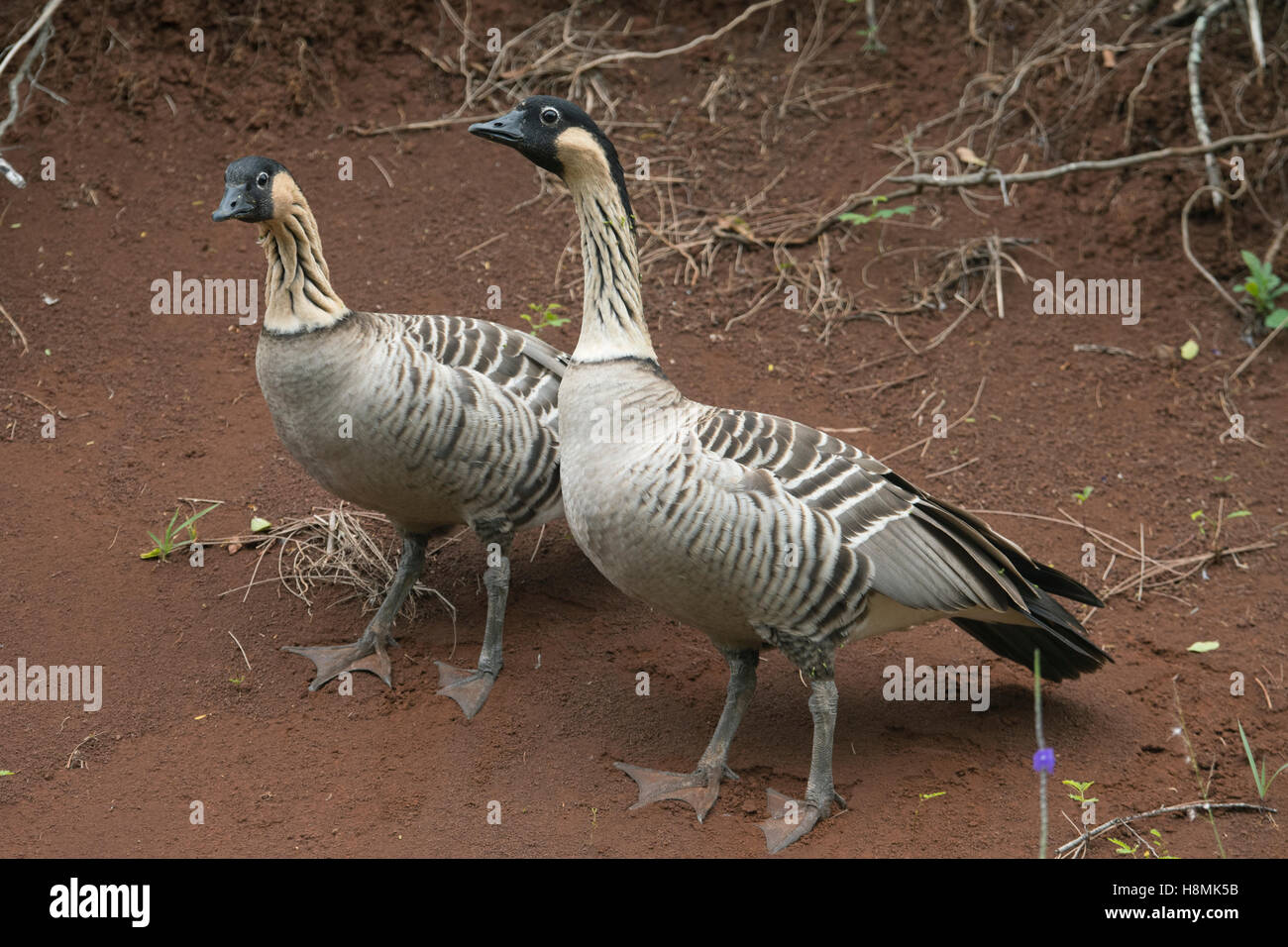 Hawaiian Geese or Nene (Branta sandvicensis) Endangered, Kilauea Point ...