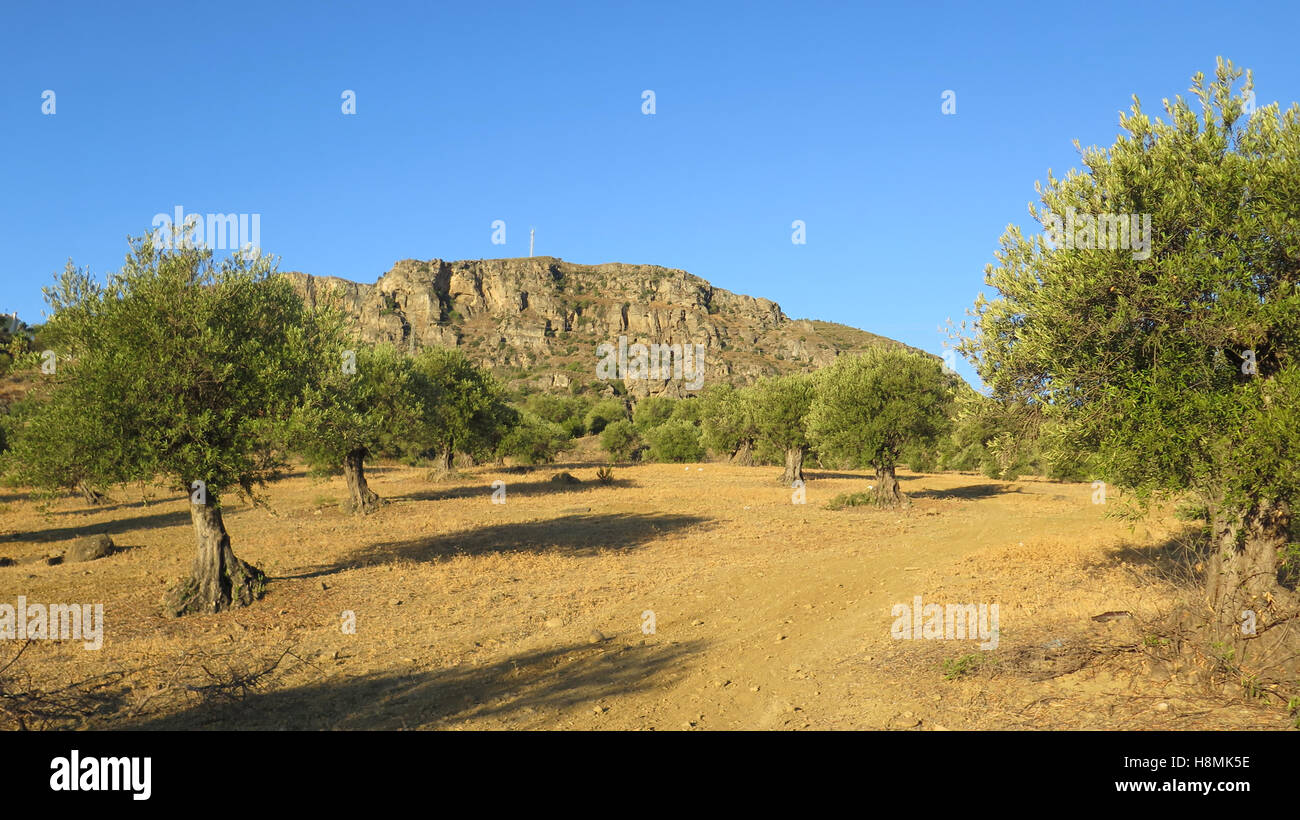 Sun shining on olive trees in grove near Alora, Andalusia Stock Photo ...
