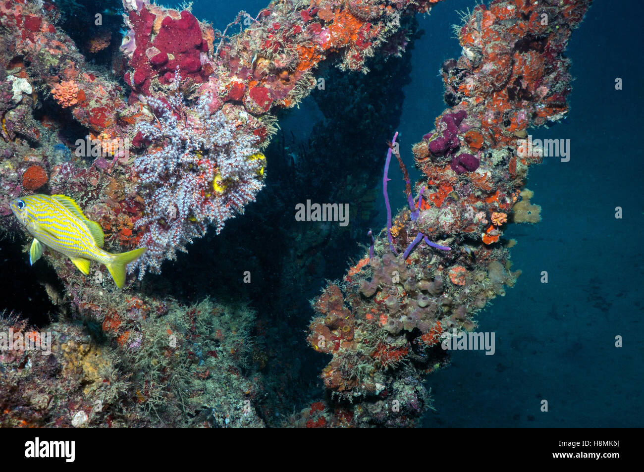 Sea corals reef sponges hi-res stock photography and images - Alamy