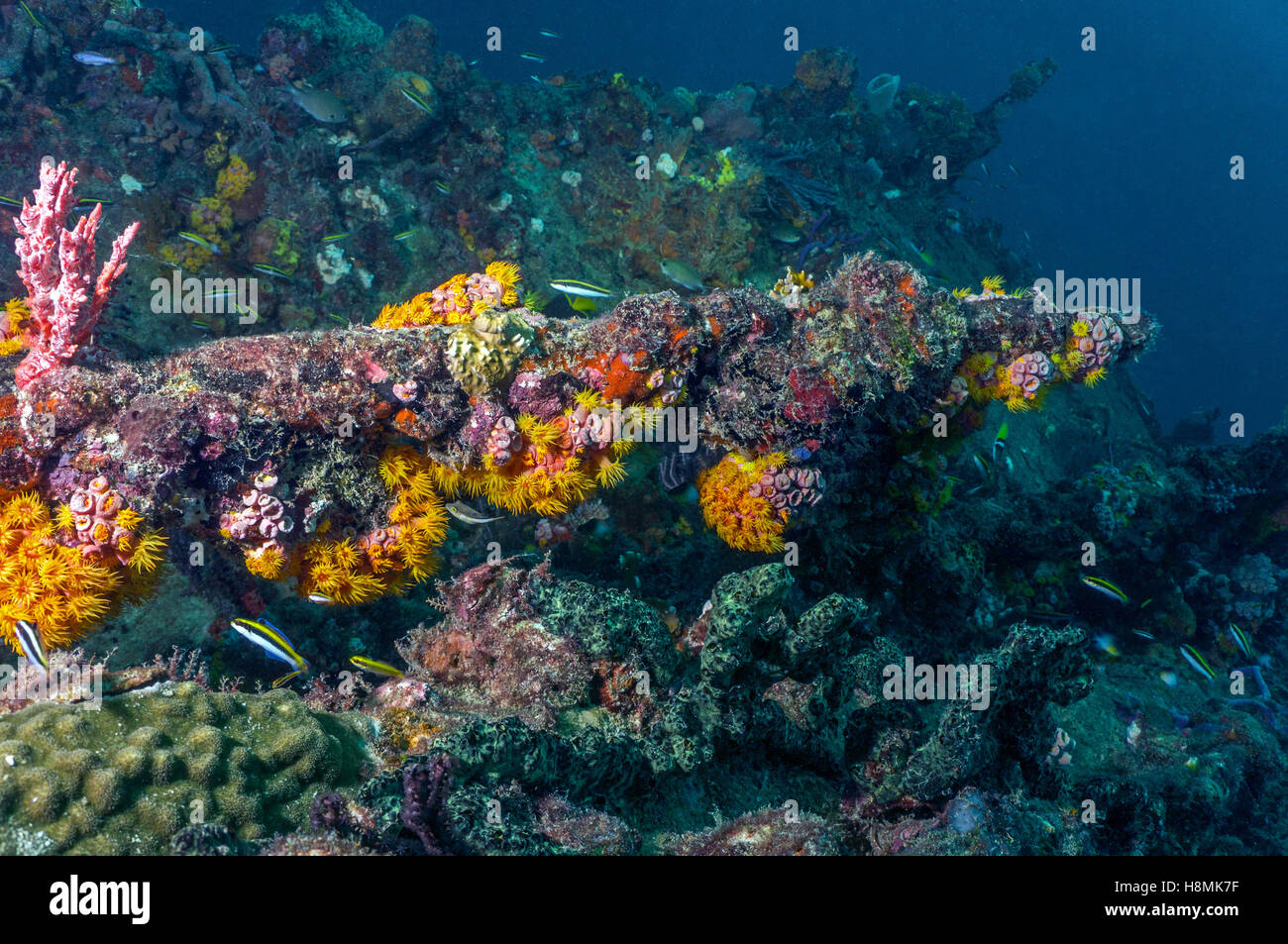 anemones on wreck, reef scene Stock Photo - Alamy