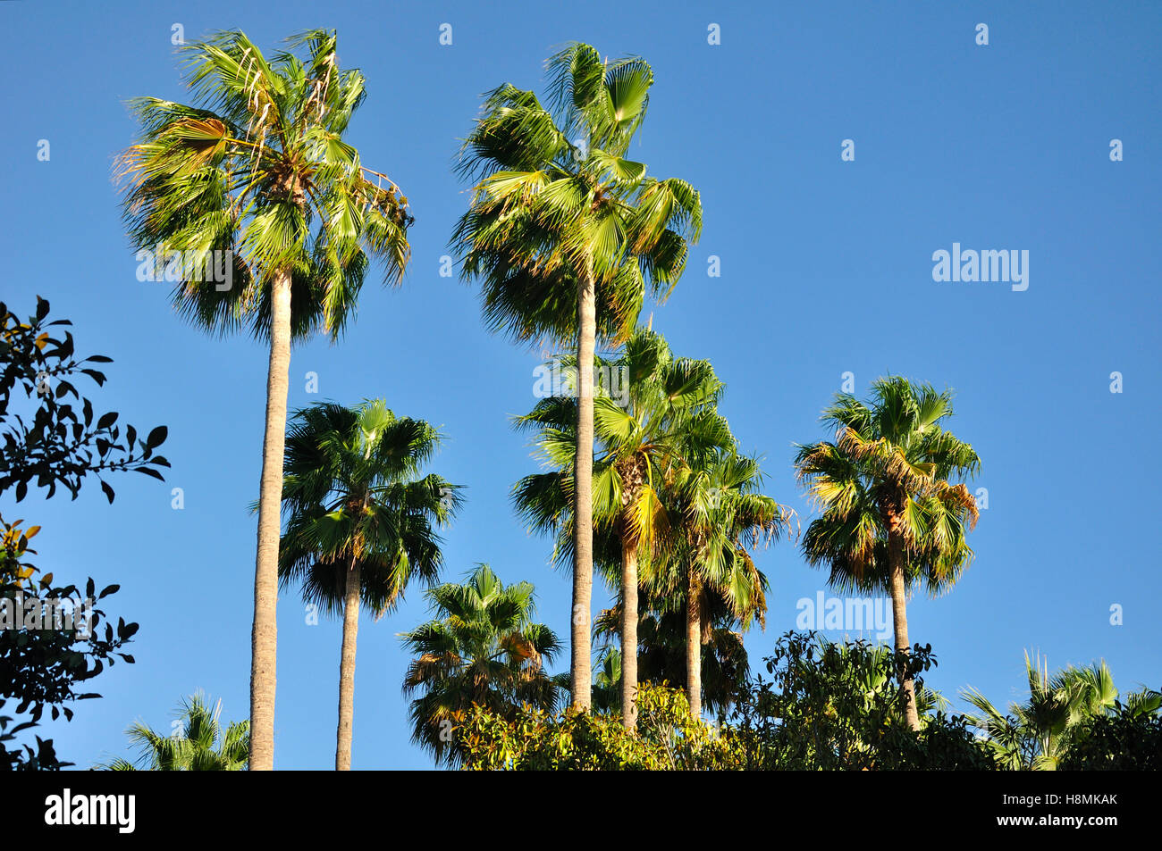 A grove of palm trees in Irvine in southern california against a blue ...