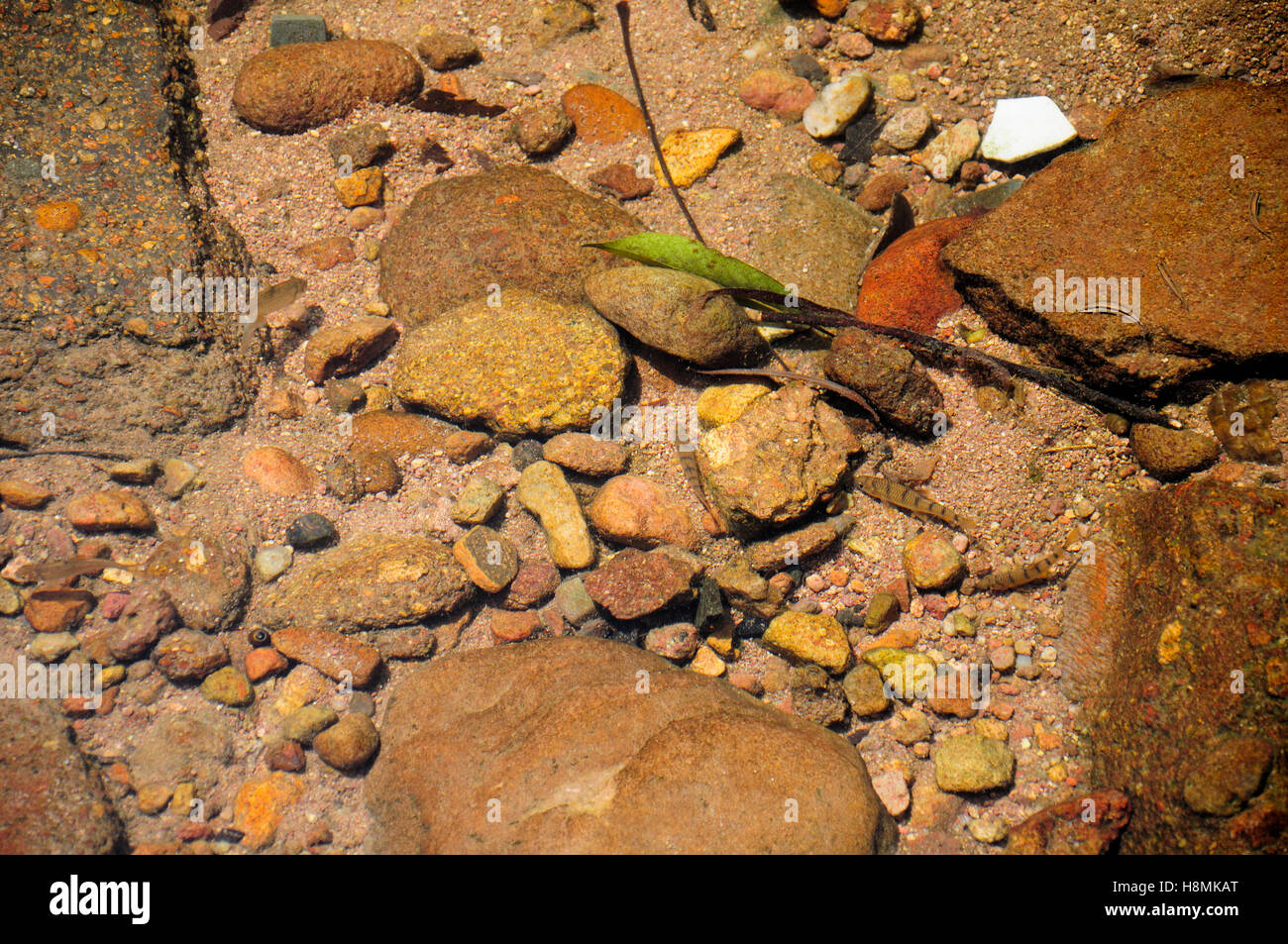 A clear brook with small fish swimming in the Wuyishan or Mount wuyi ...