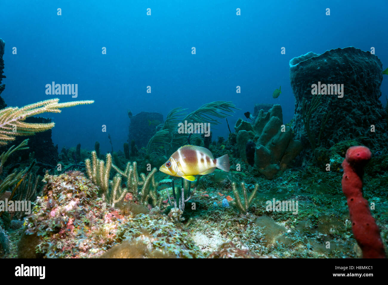 Hamlet fish hi-res stock photography and images - Alamy