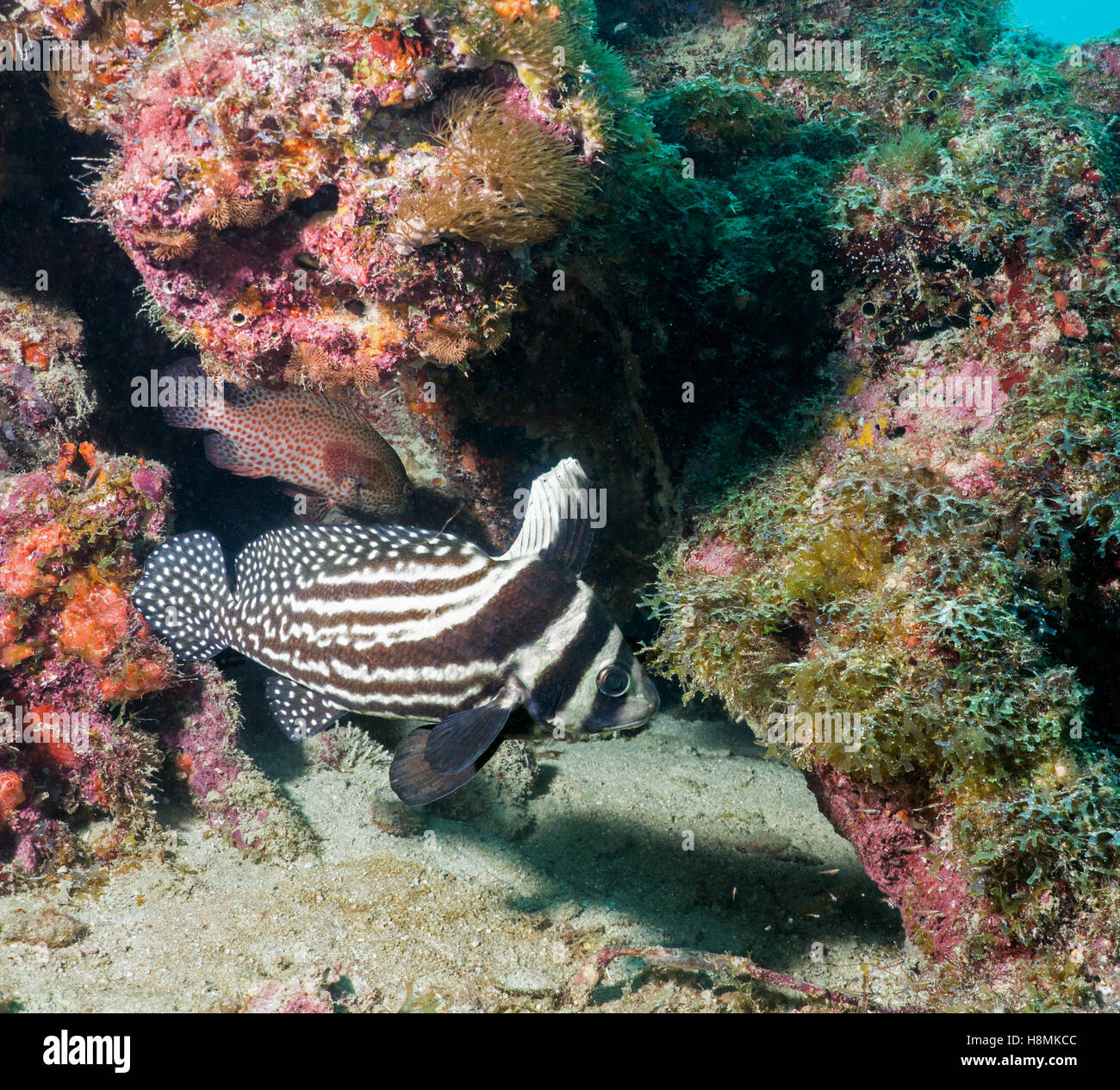 Ocean drum hi-res stock photography and images - Alamy