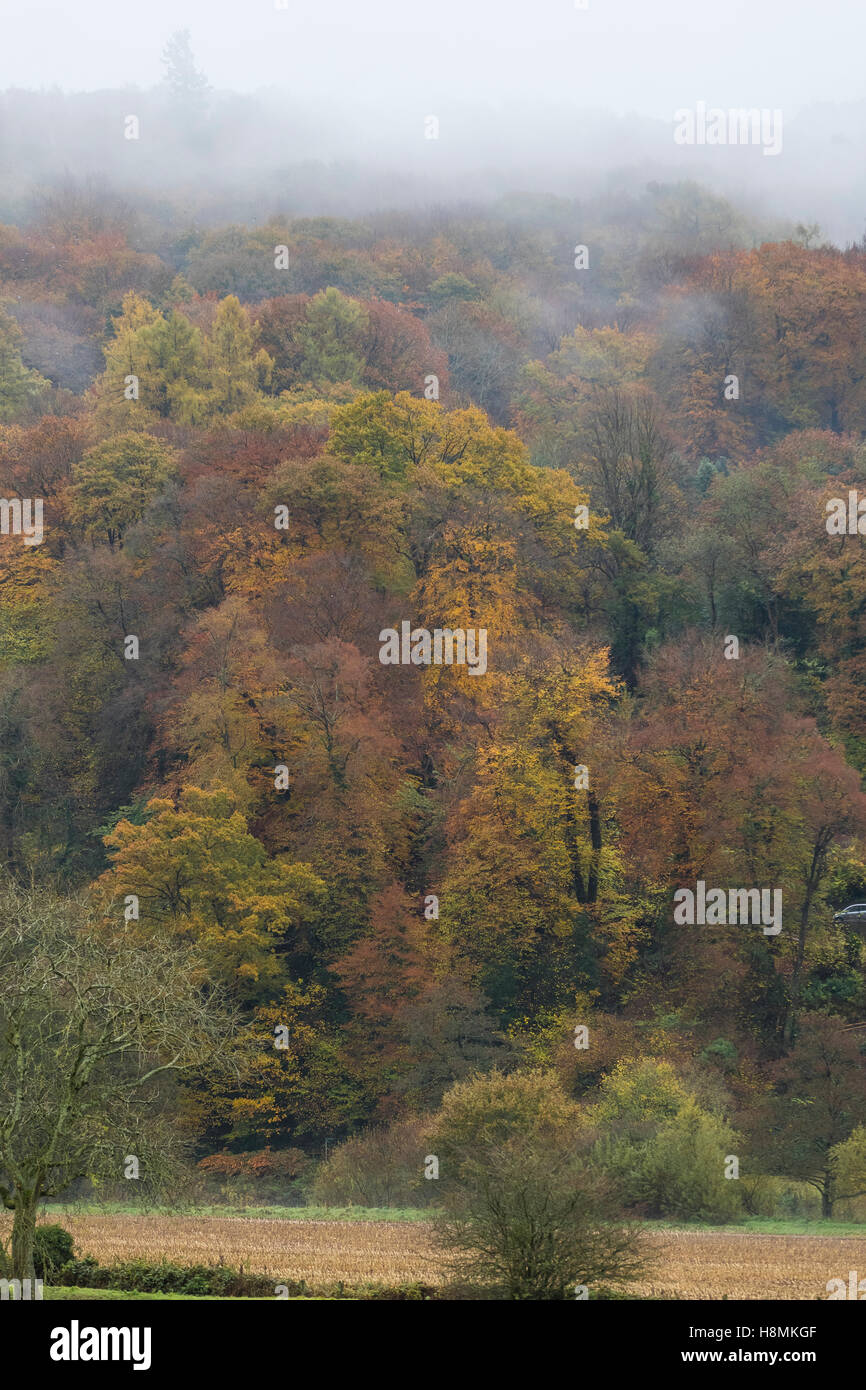 Autumn in the Forest of Dean & Wye Valley Stock Photo - Alamy