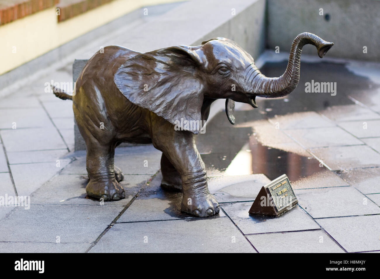 Bronze baby elephant Tembo, statue London Stock Photo - Alamy