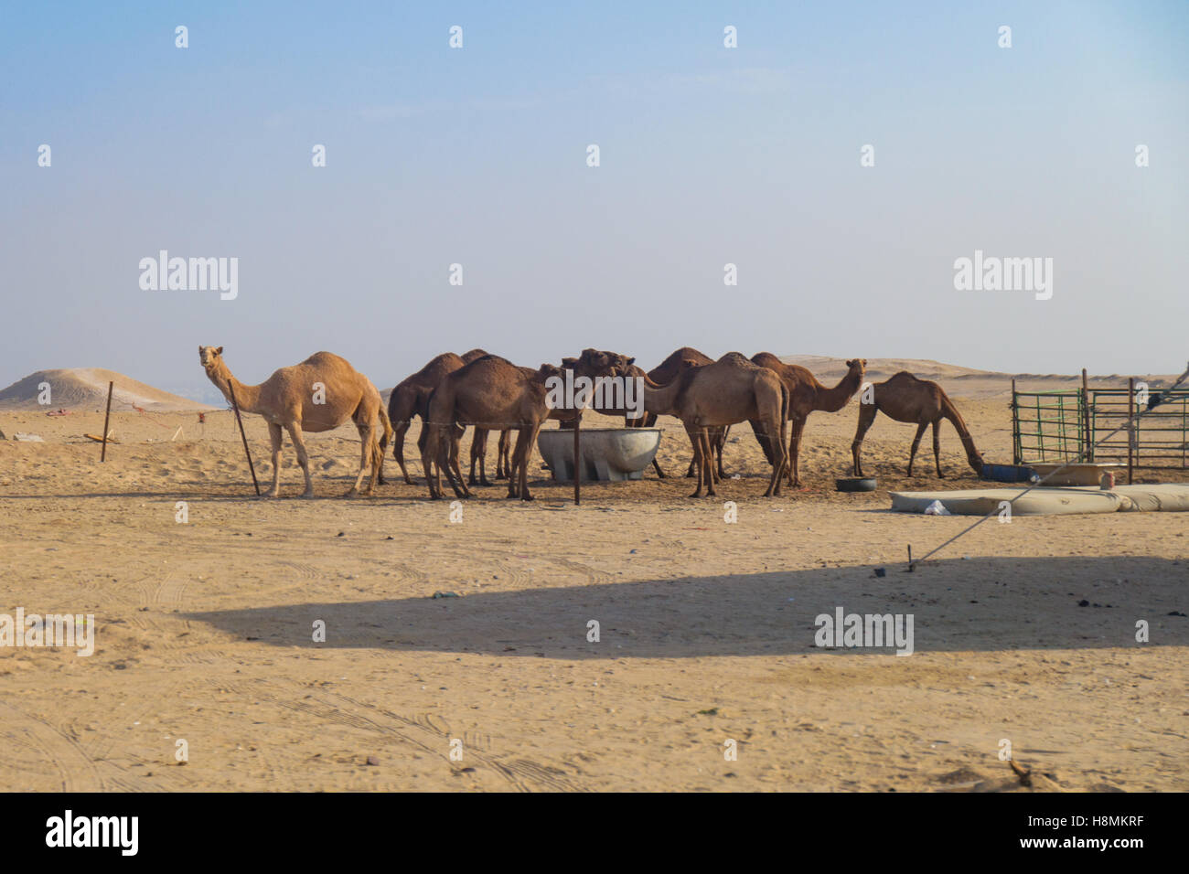 Kuwait desert hi-res stock photography and images - Alamy